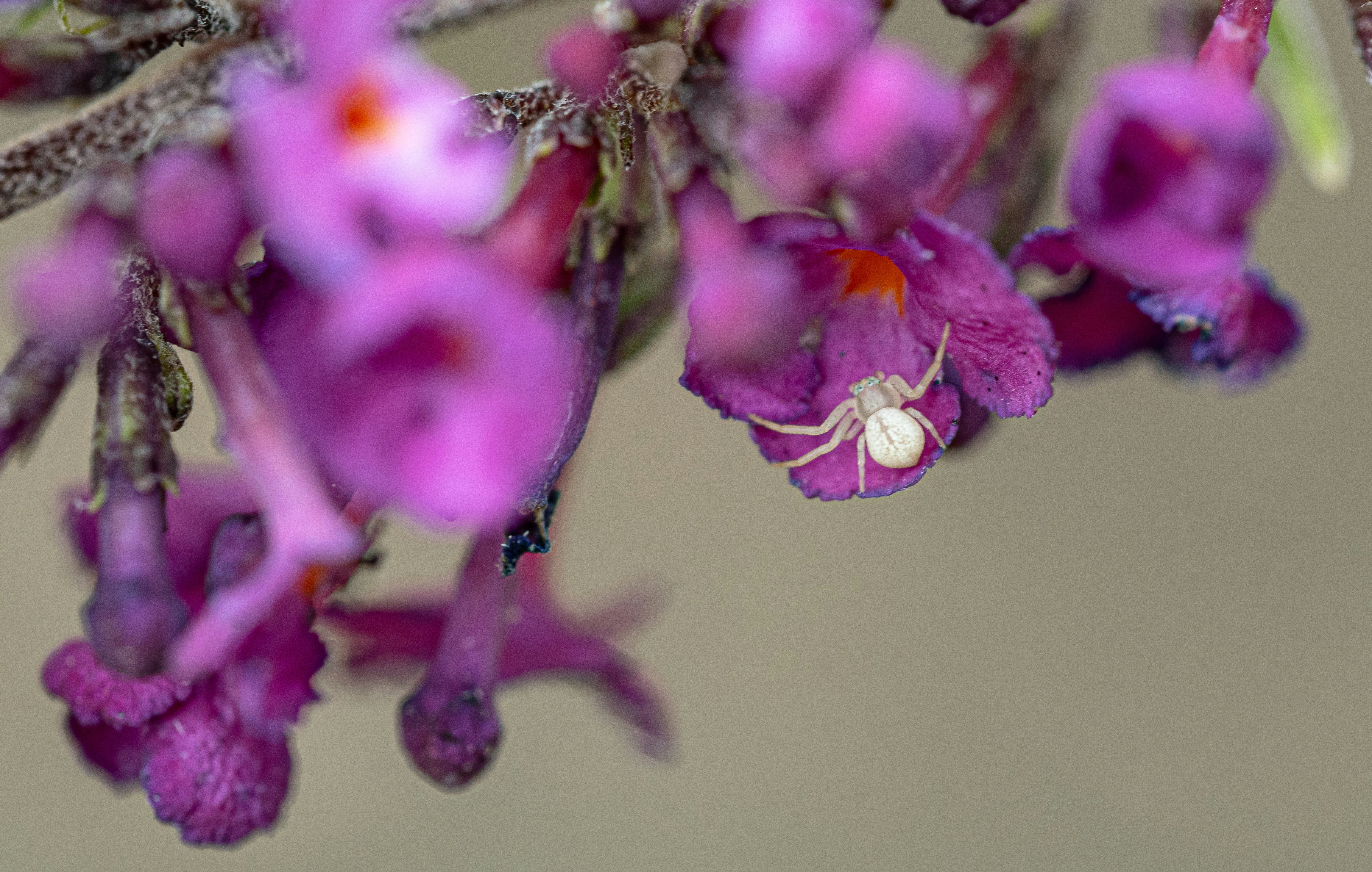 Close-up of Magenta Flowers: Delicate Petals in Focus Against Soft Background