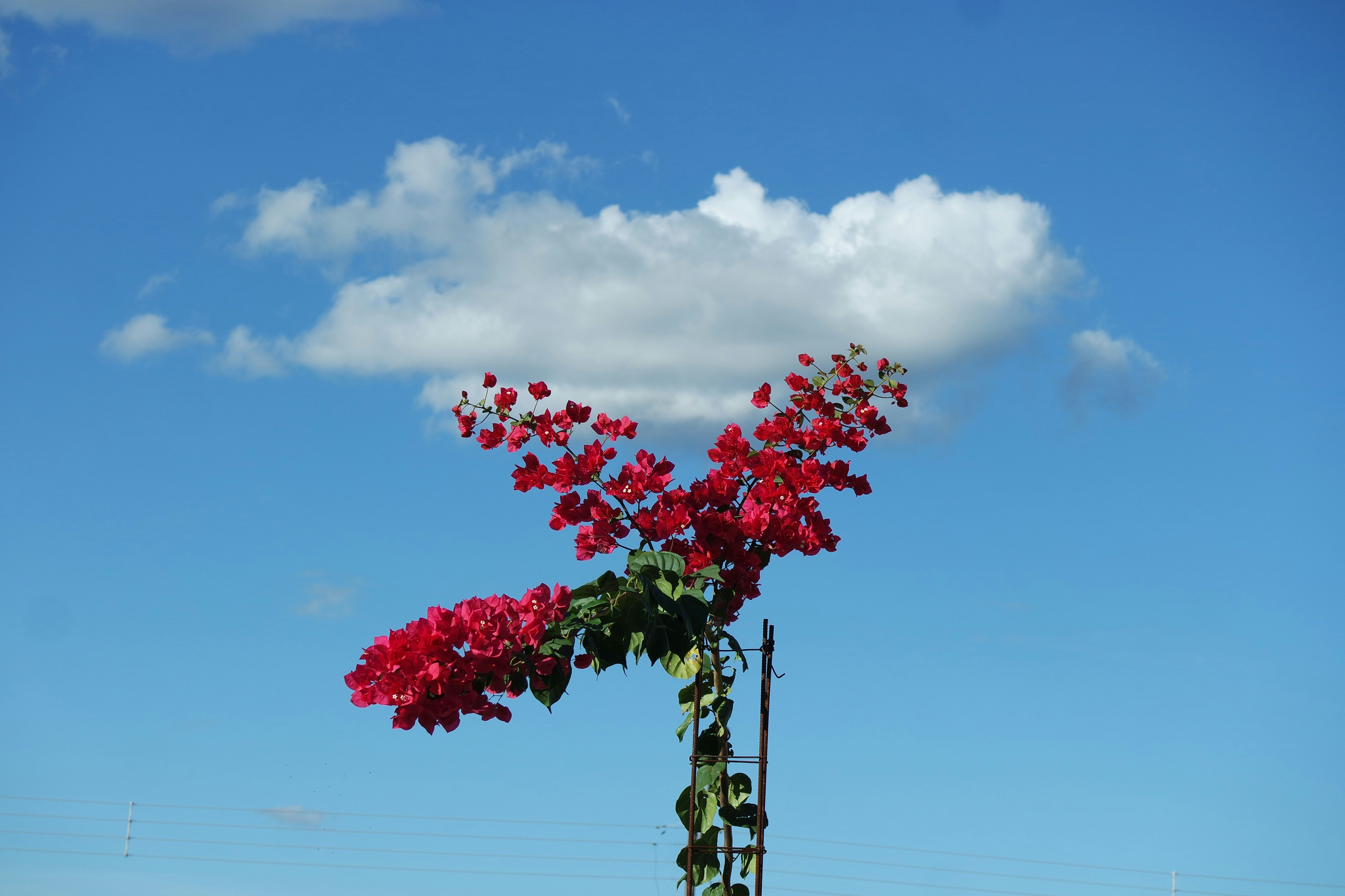 Sample photo from Samsung NX3000