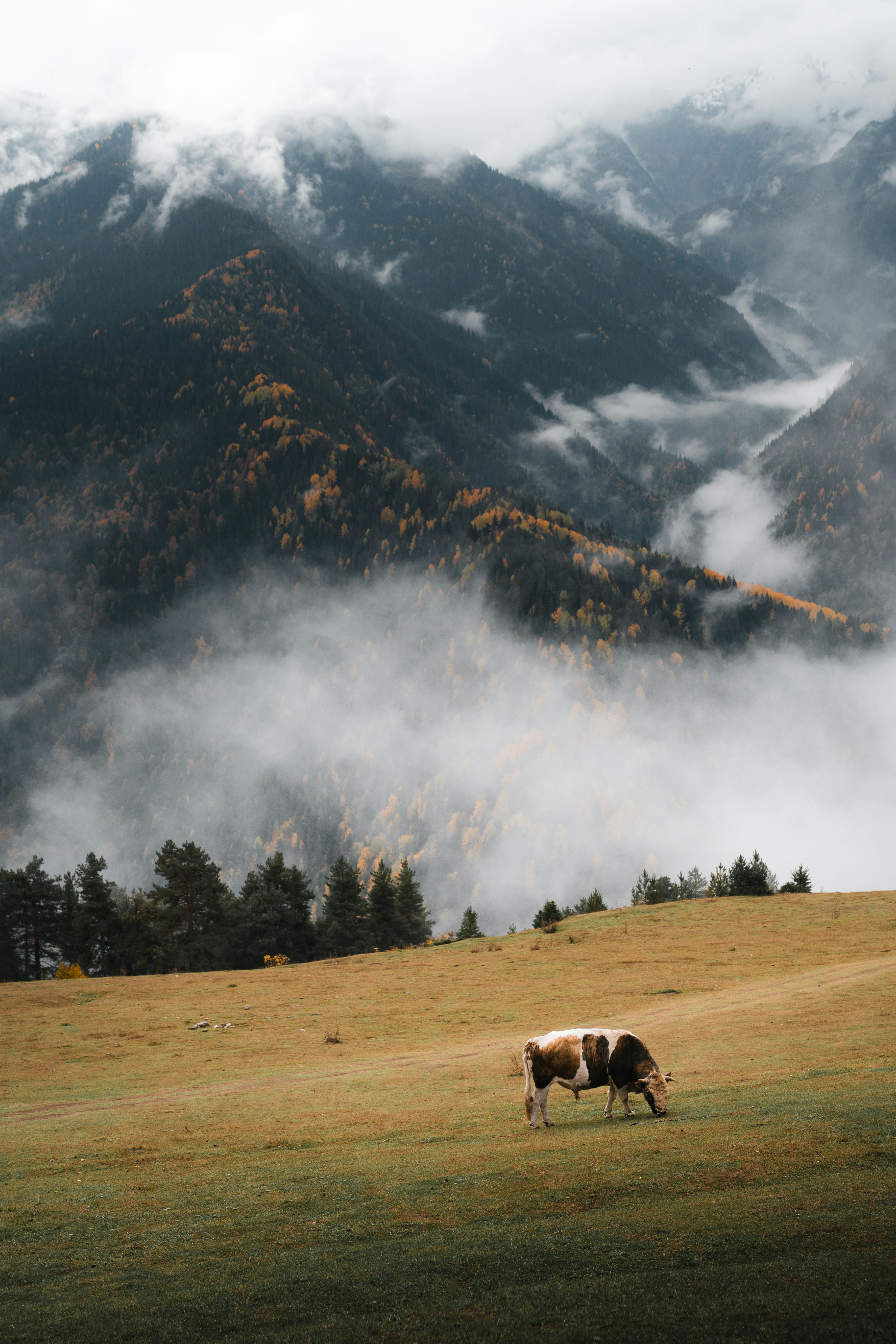 Solitary Grazing Under Misty Peaks