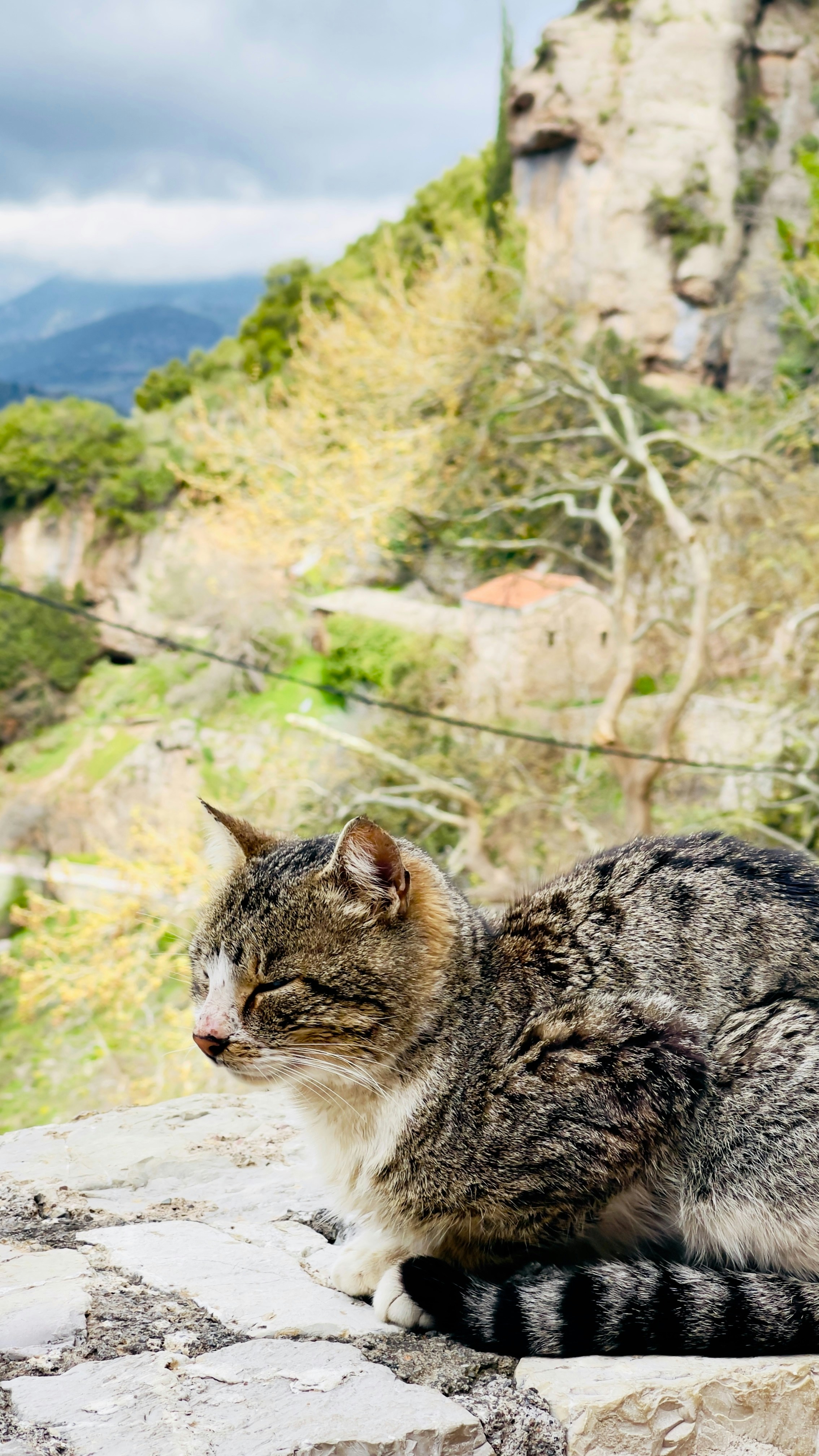 Laid-Back Guardian on a Stone Outlook