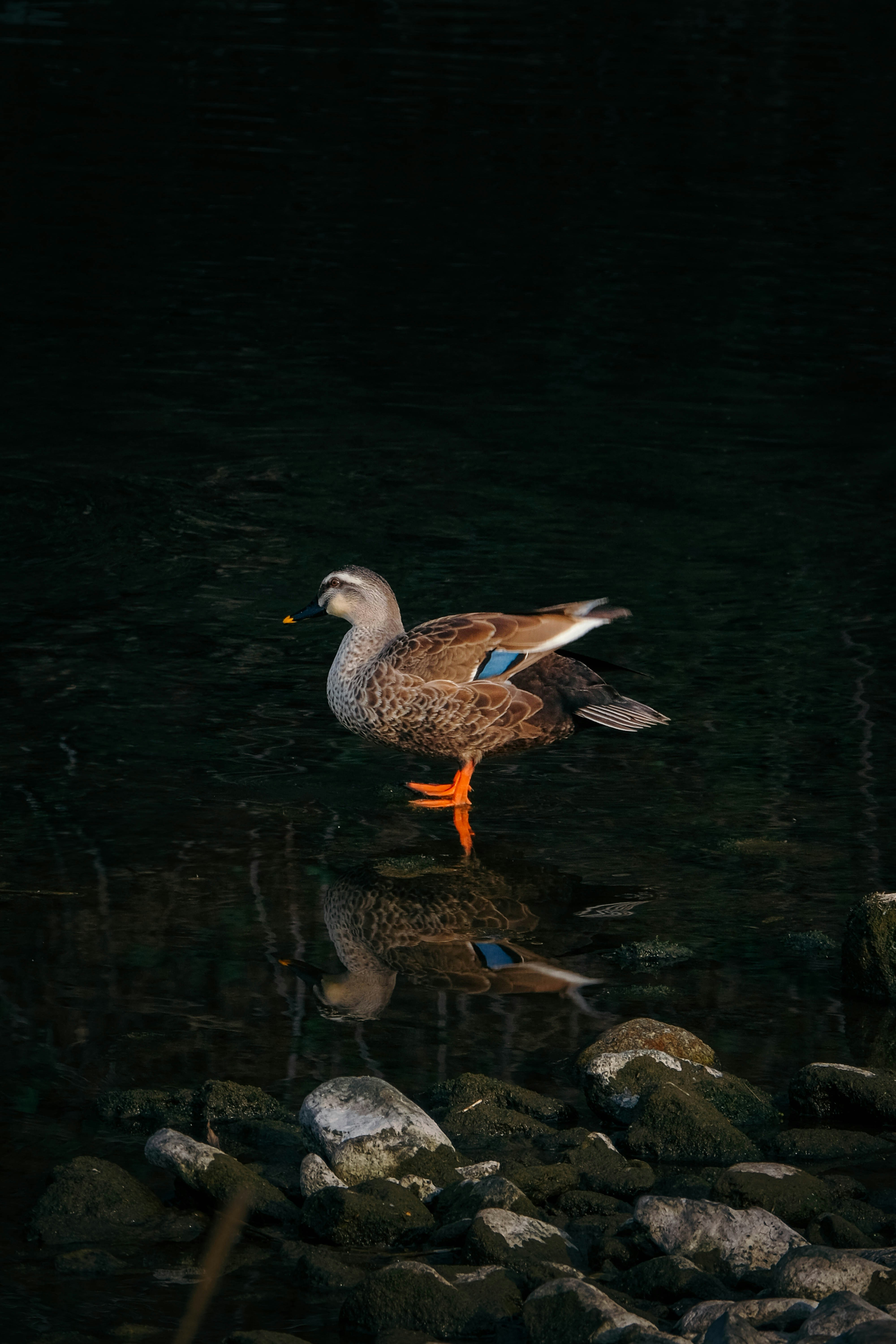 Nocturne Mallard on Velvet Water