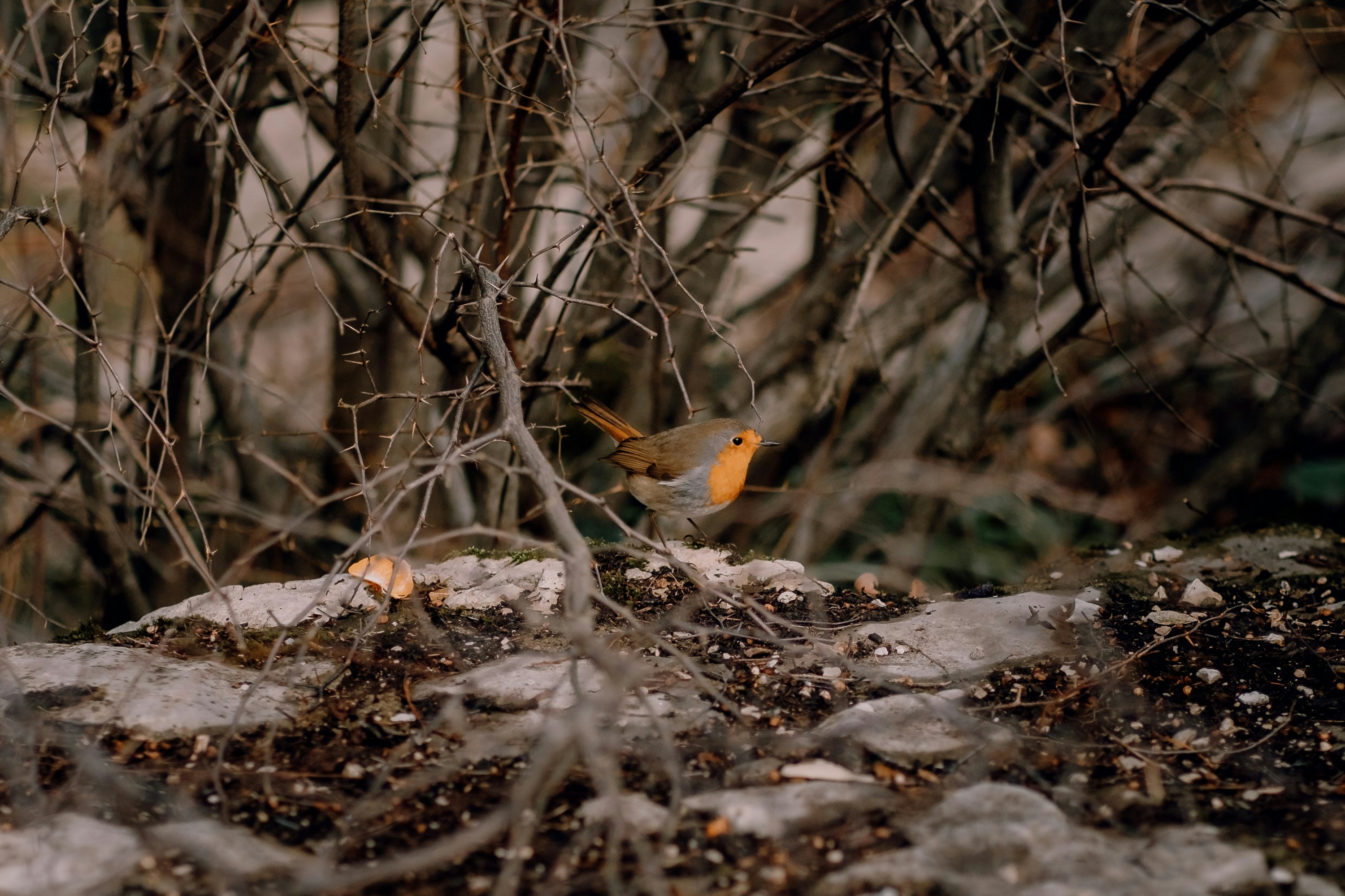 Ember-Toned Robin on a Pebble Stage Amid Bare Branches
