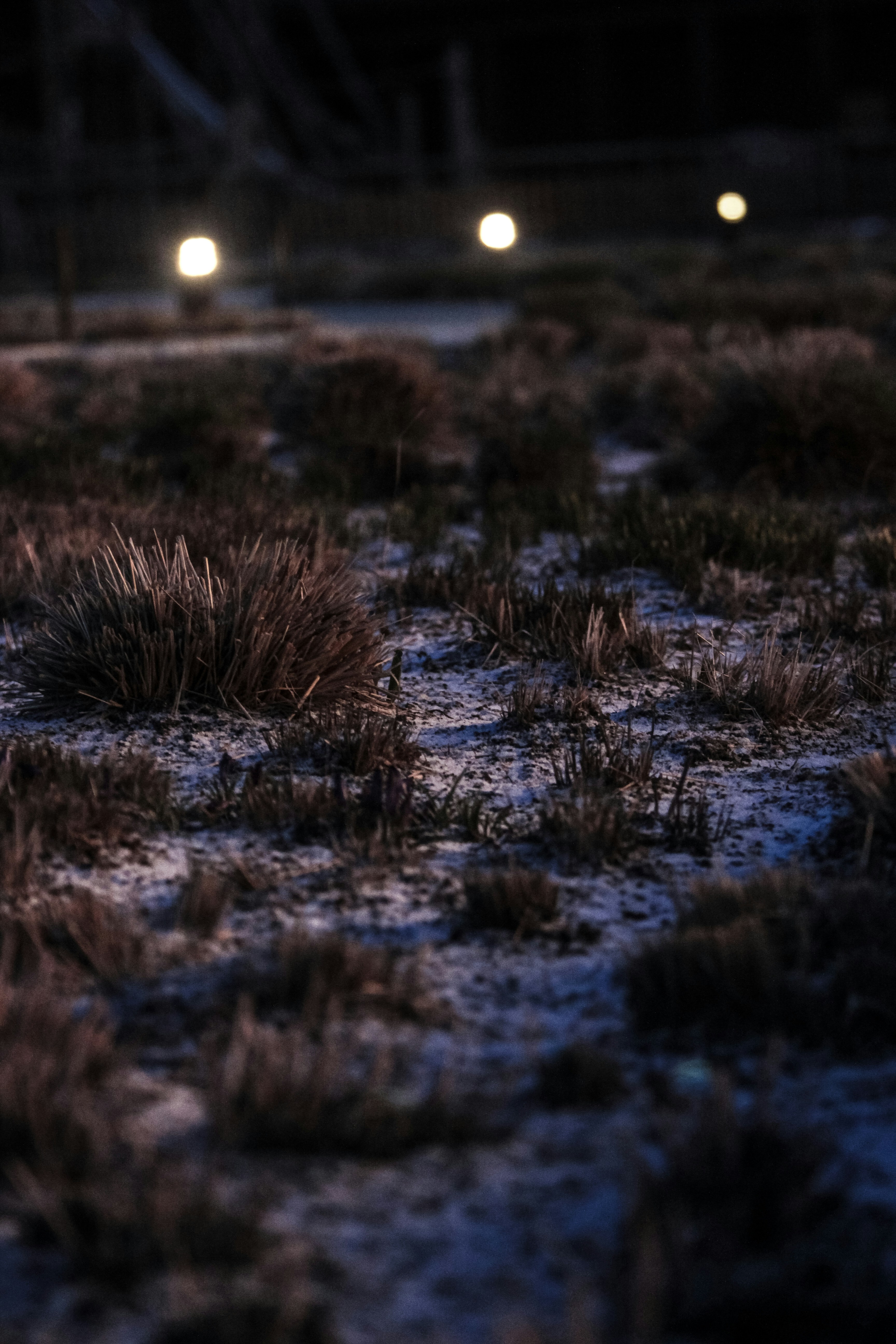 Tufts in Frostlight: Distant Orbs in a Quiet Nightscape