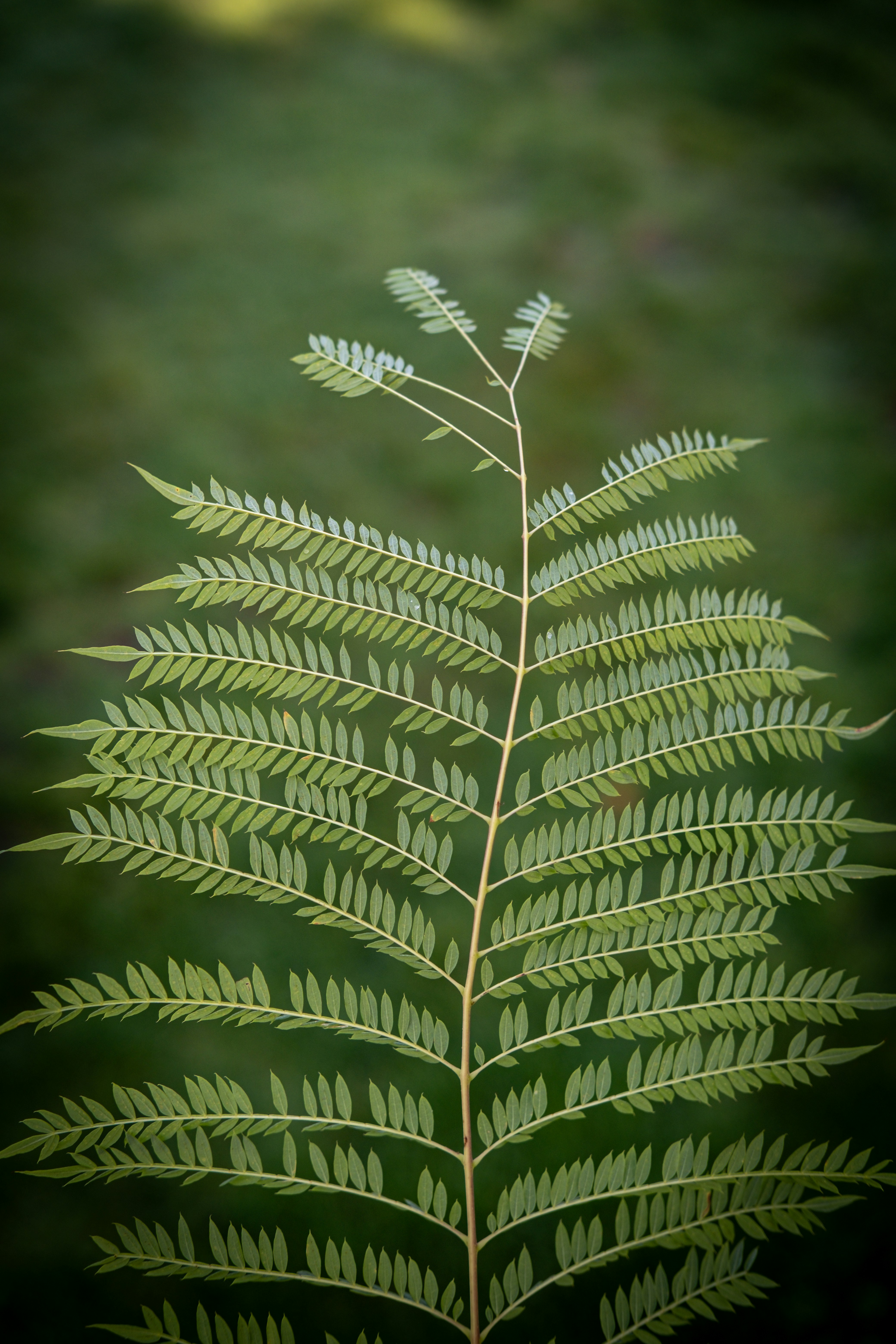 A fern displays its delicate, intricate fronds. photo – Free Green ...