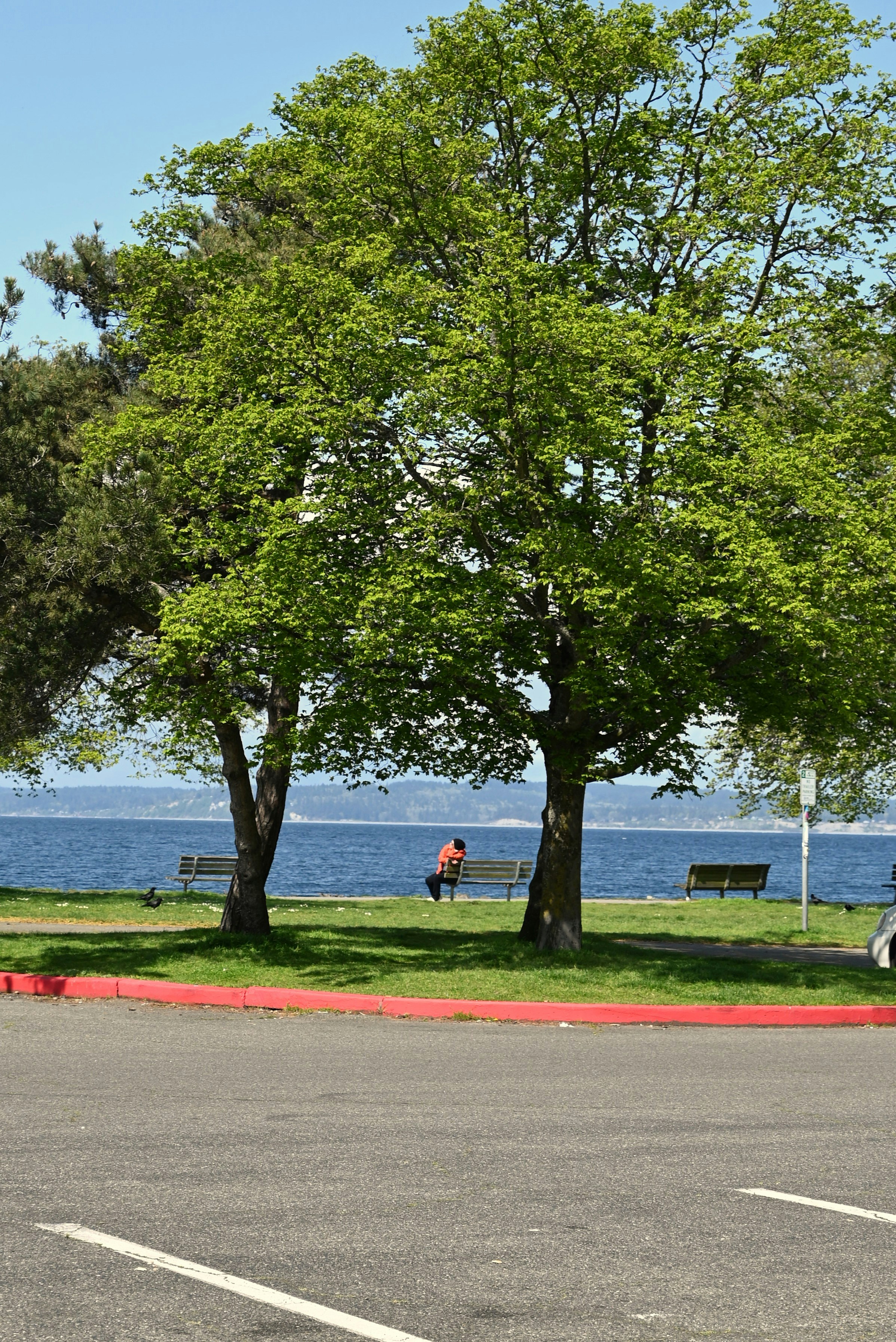 Lakeside Pause: lone sitter framed by emerald trees
