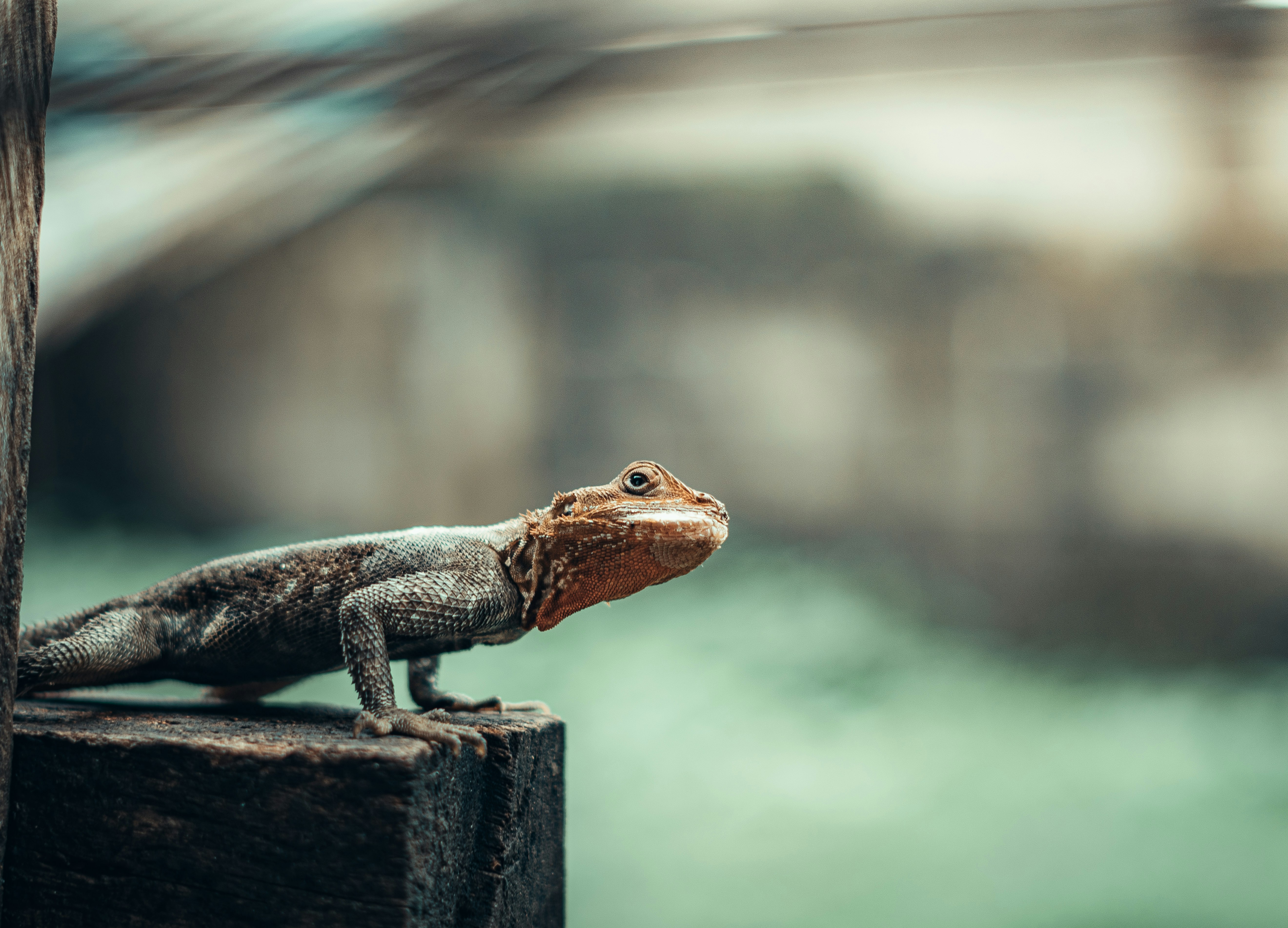 Portrait d'un lézard