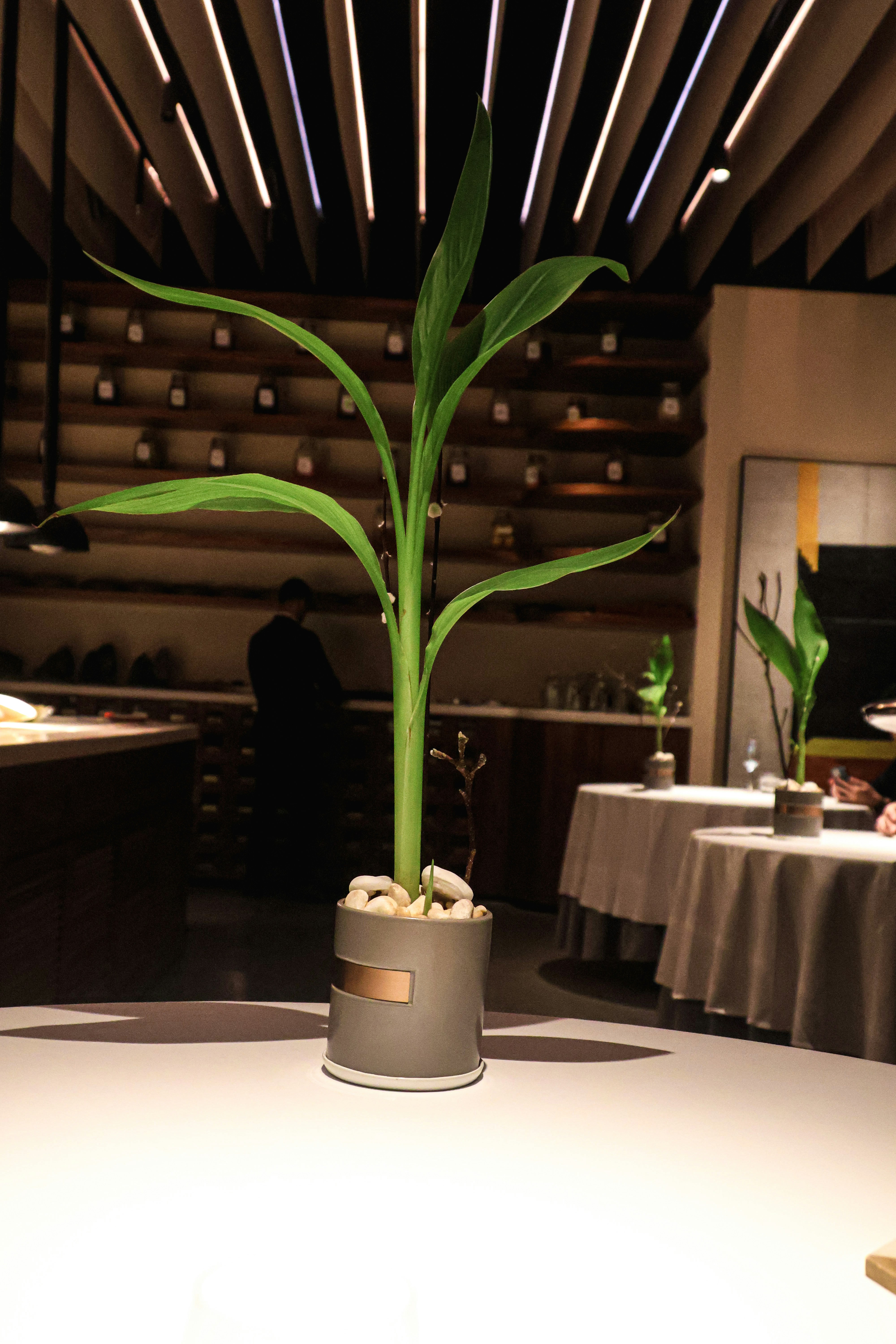 Verdant Centerpiece Under Ambient Lighting in a Modern Dining Room