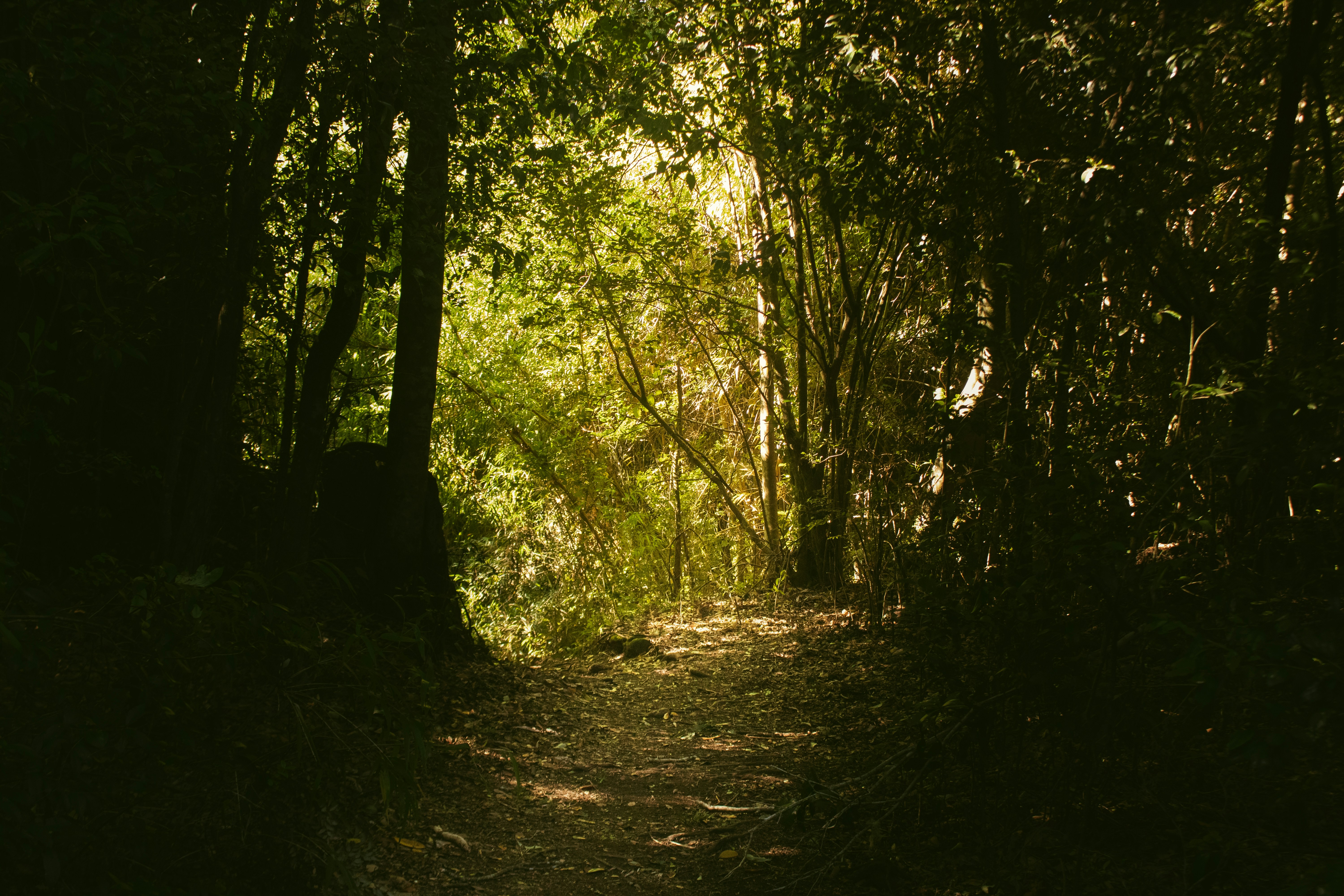 A shady forest path leads towards sunlight. photo – Free Forest Image ...