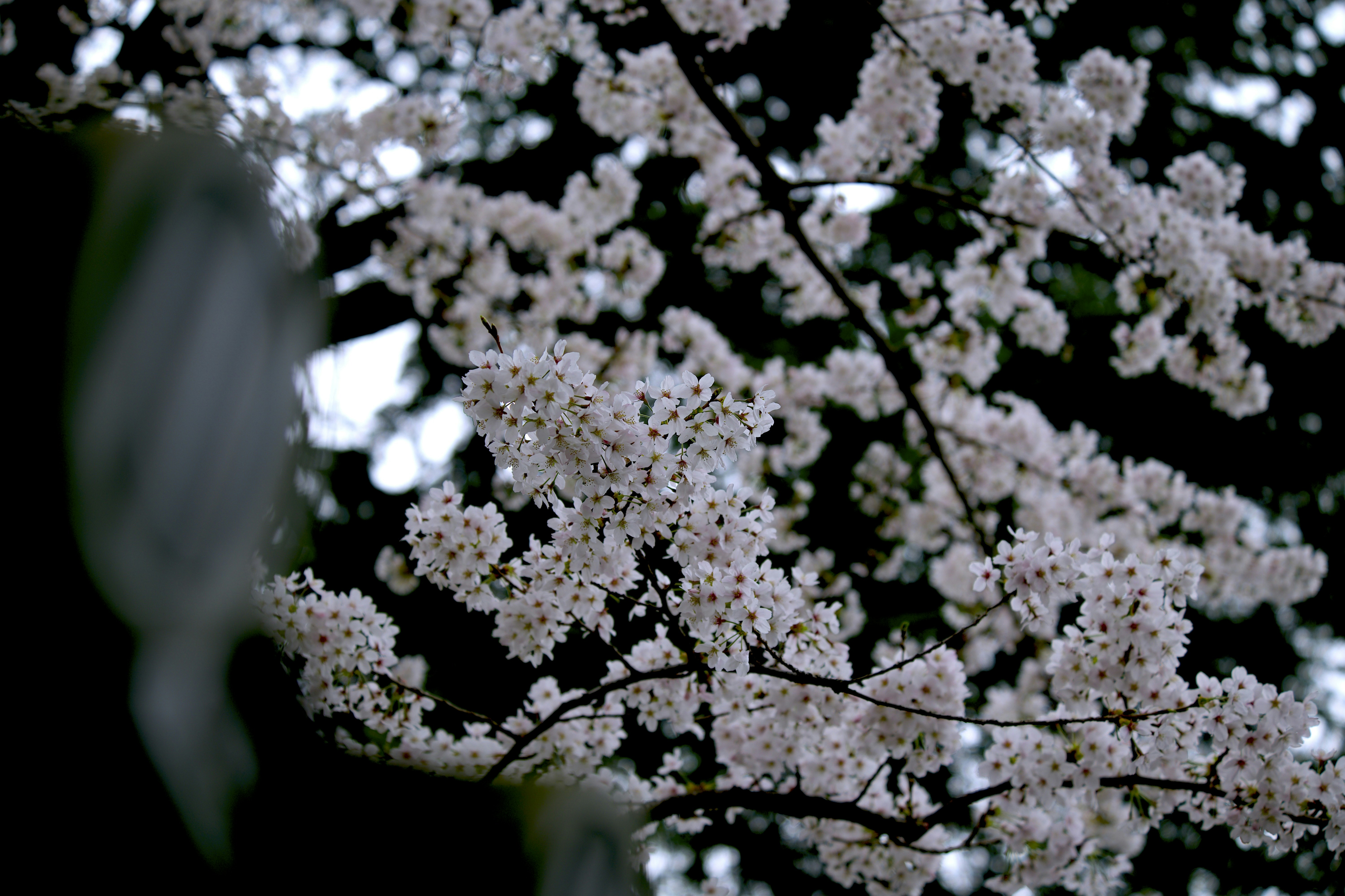 Cherry blossoms bloom beautifully on tree branches. photo – Free Flower ...