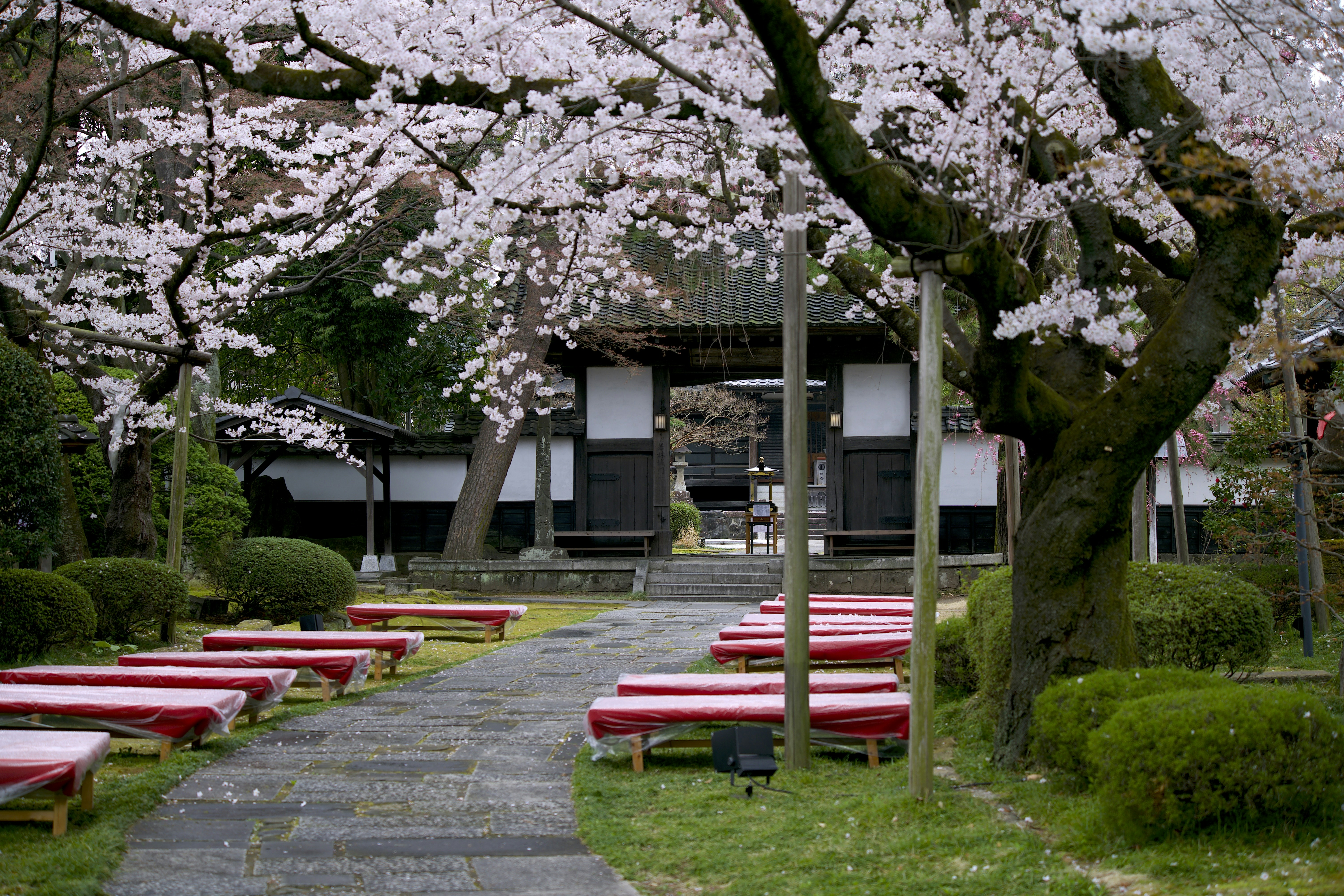 Gate Under Cherry Blossoms: A Quiet Temple Garden along a Stone Path