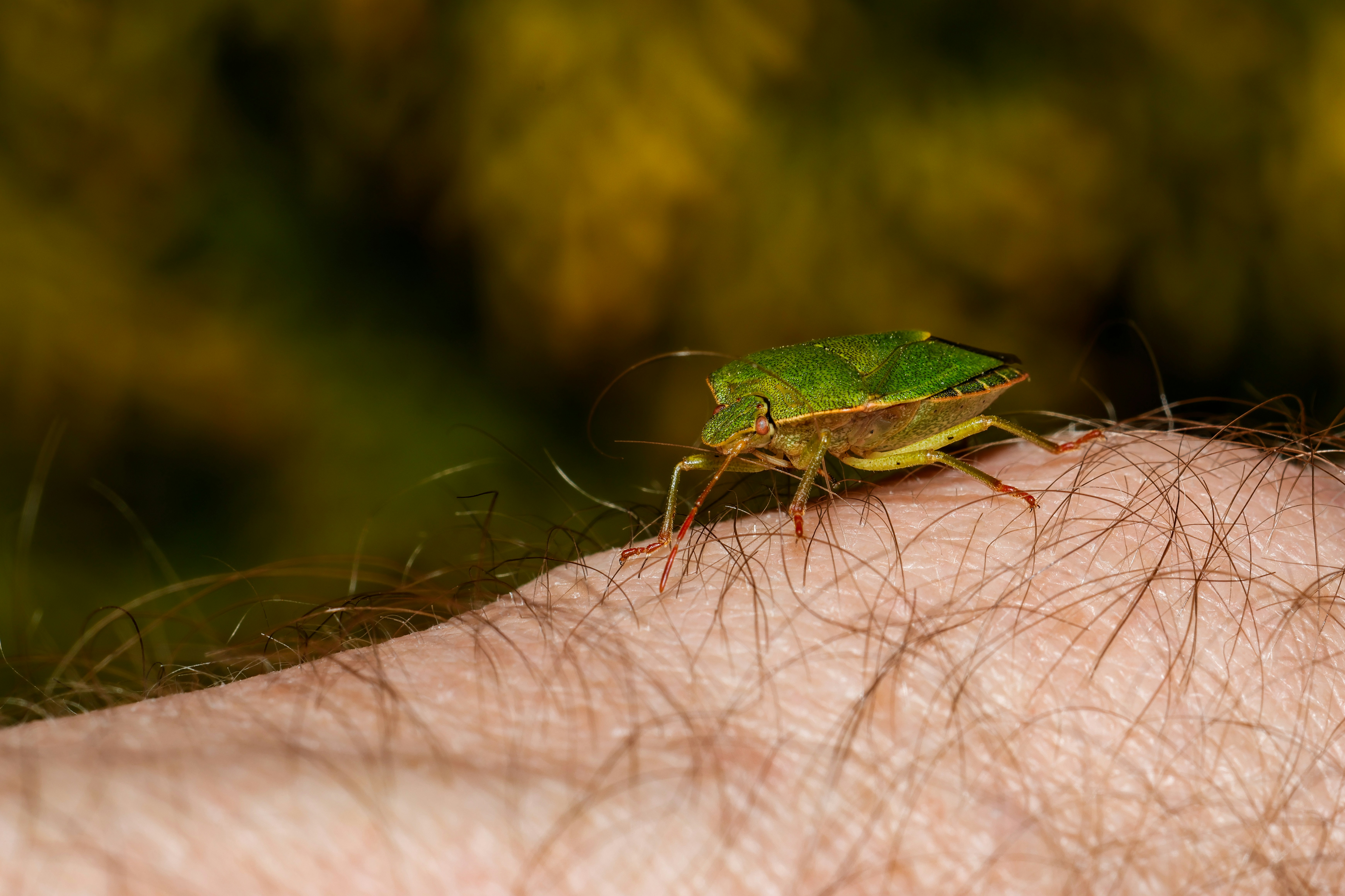 A green shield bug rests on a human arm. photo – Free Animal Image on ...