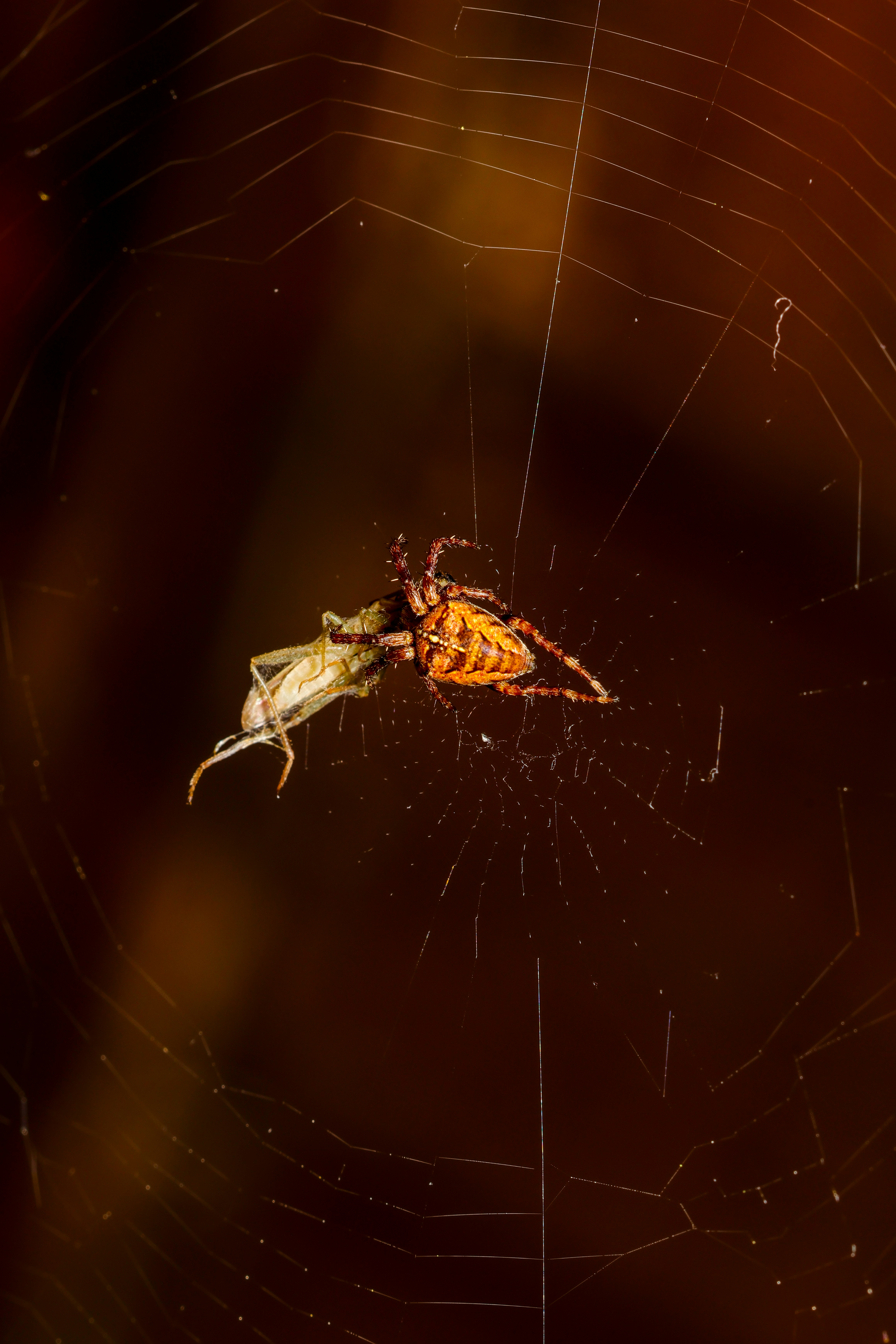 A spider catches its prey in a web. photo – Free Animal Image on Unsplash
