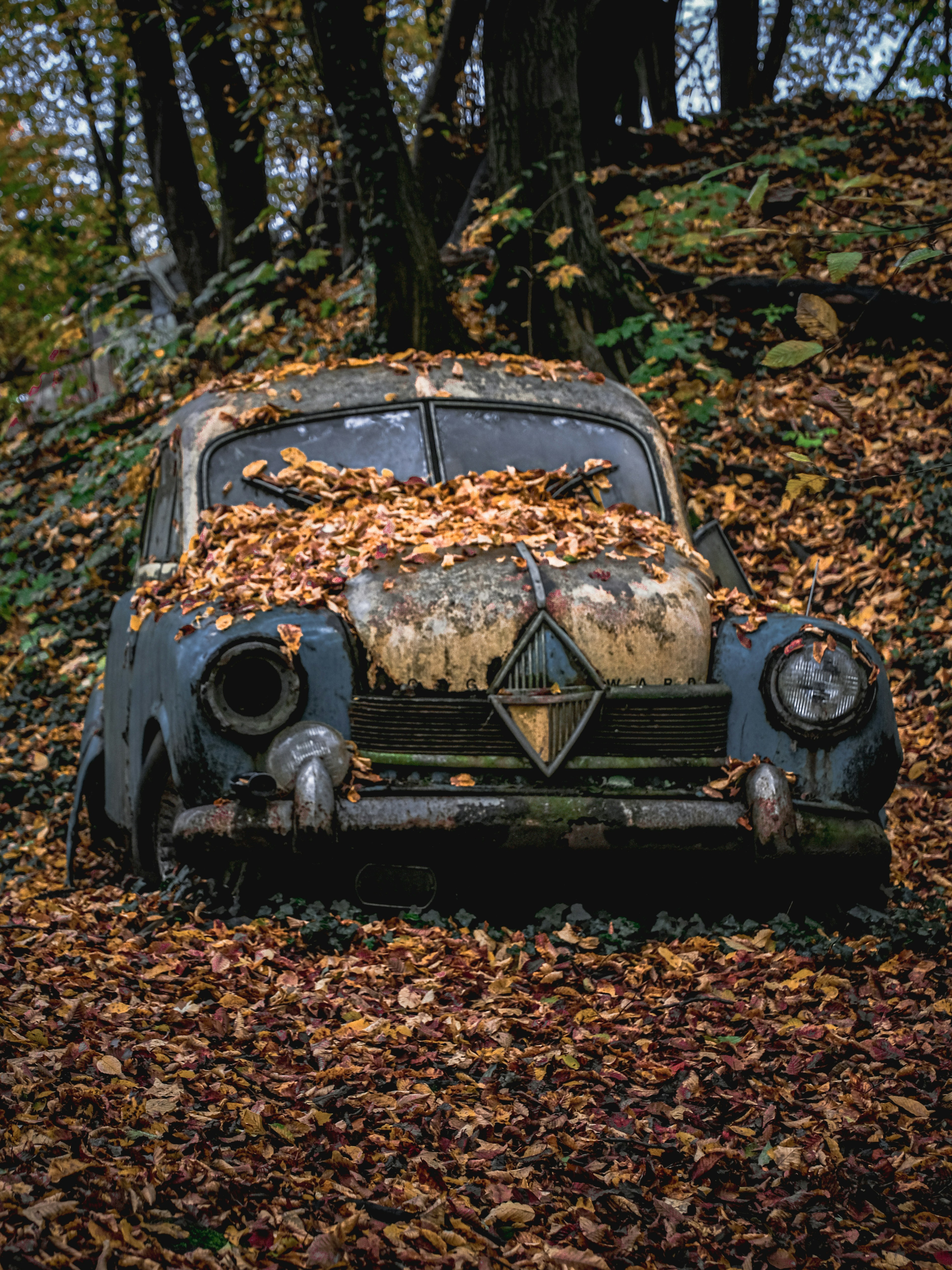 Nature's Embrace: The Forgotten Car