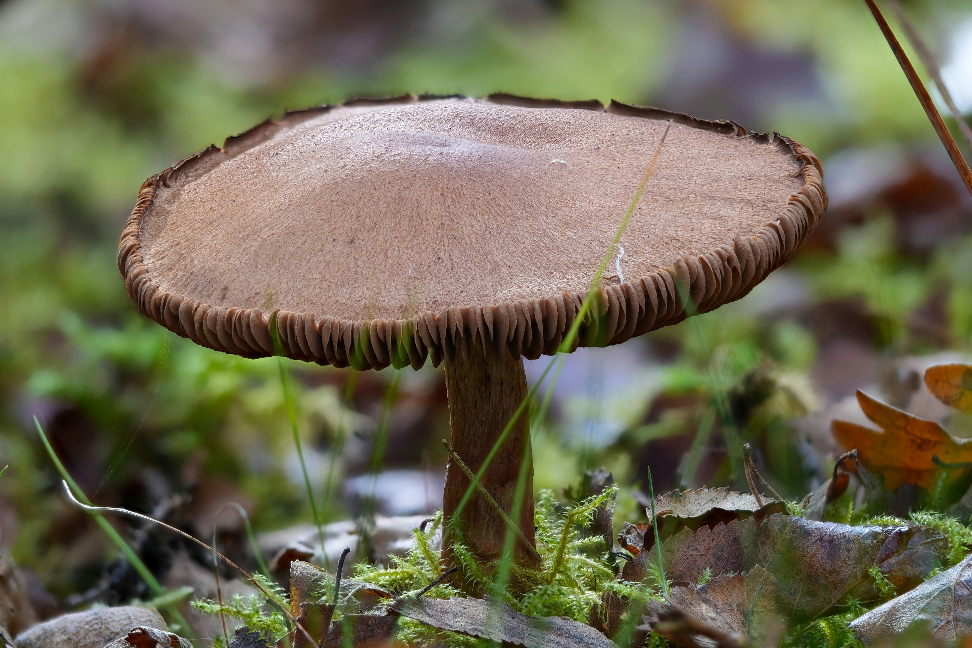 Cortinarius armillatus