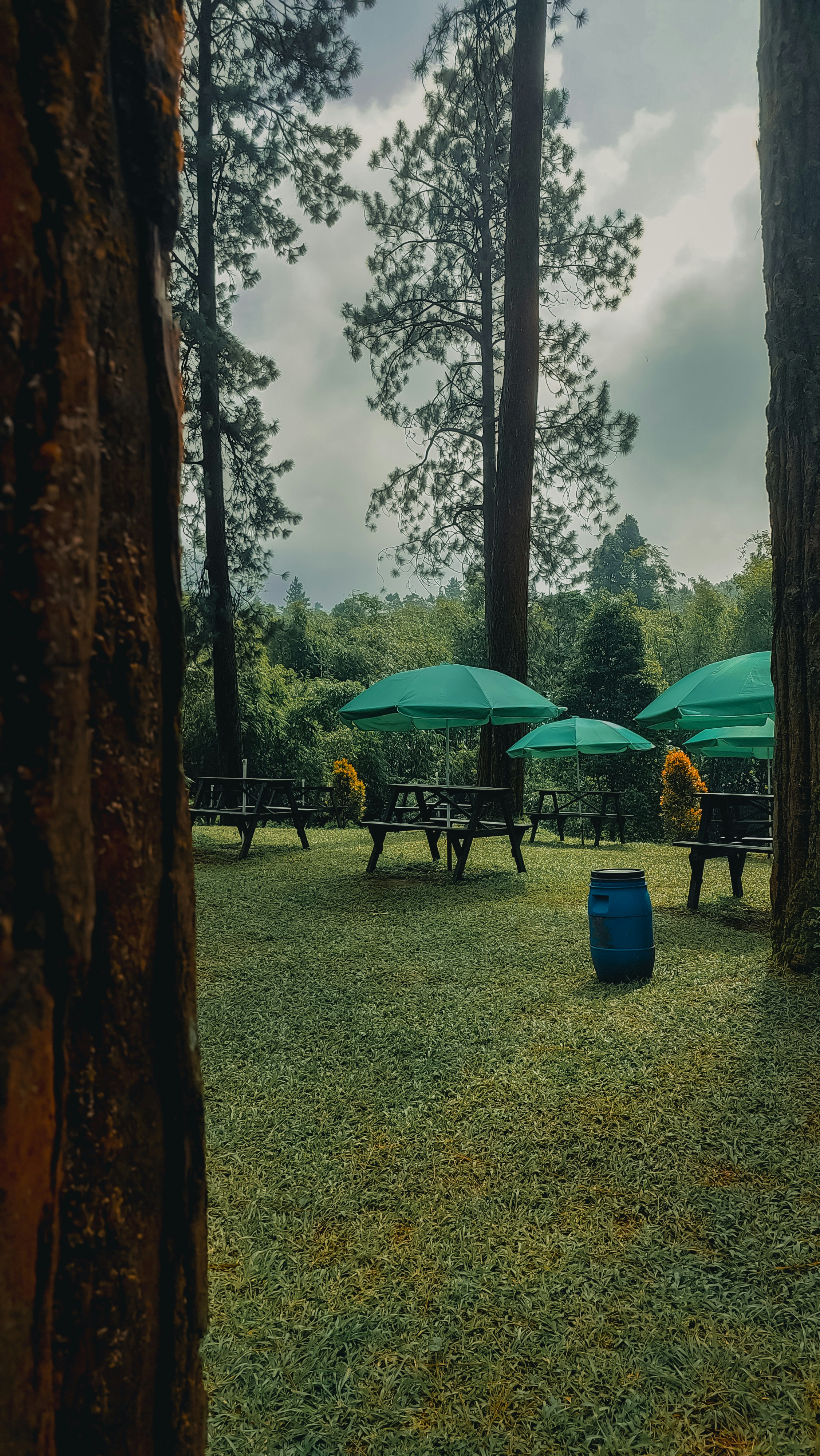 Green umbrellas and wooden tables set on a grassy field amidst tall pine trees.