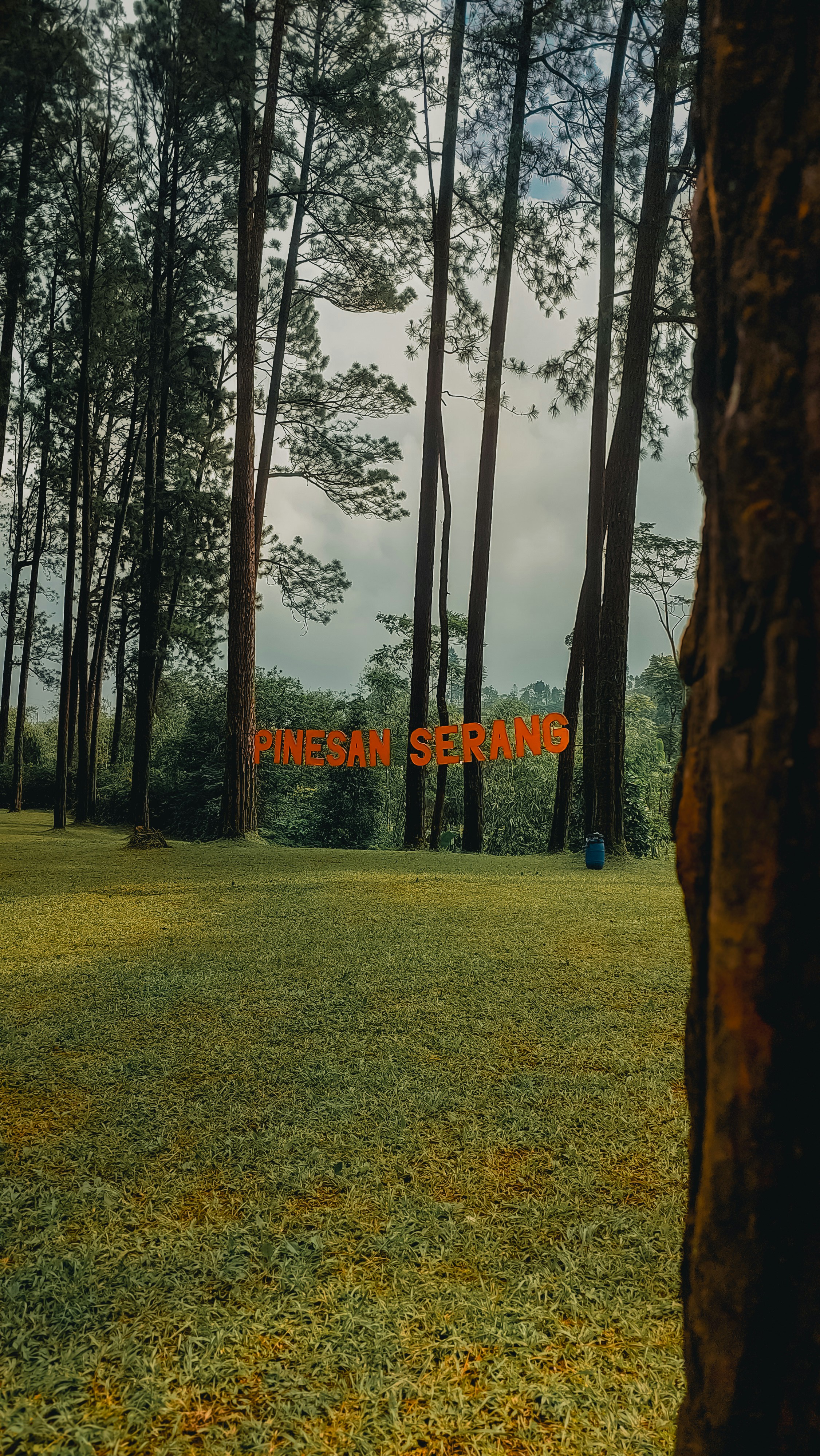 Tall pine trees surround a grassy clearing with the 'Pinesan Serang' sign in the background.
