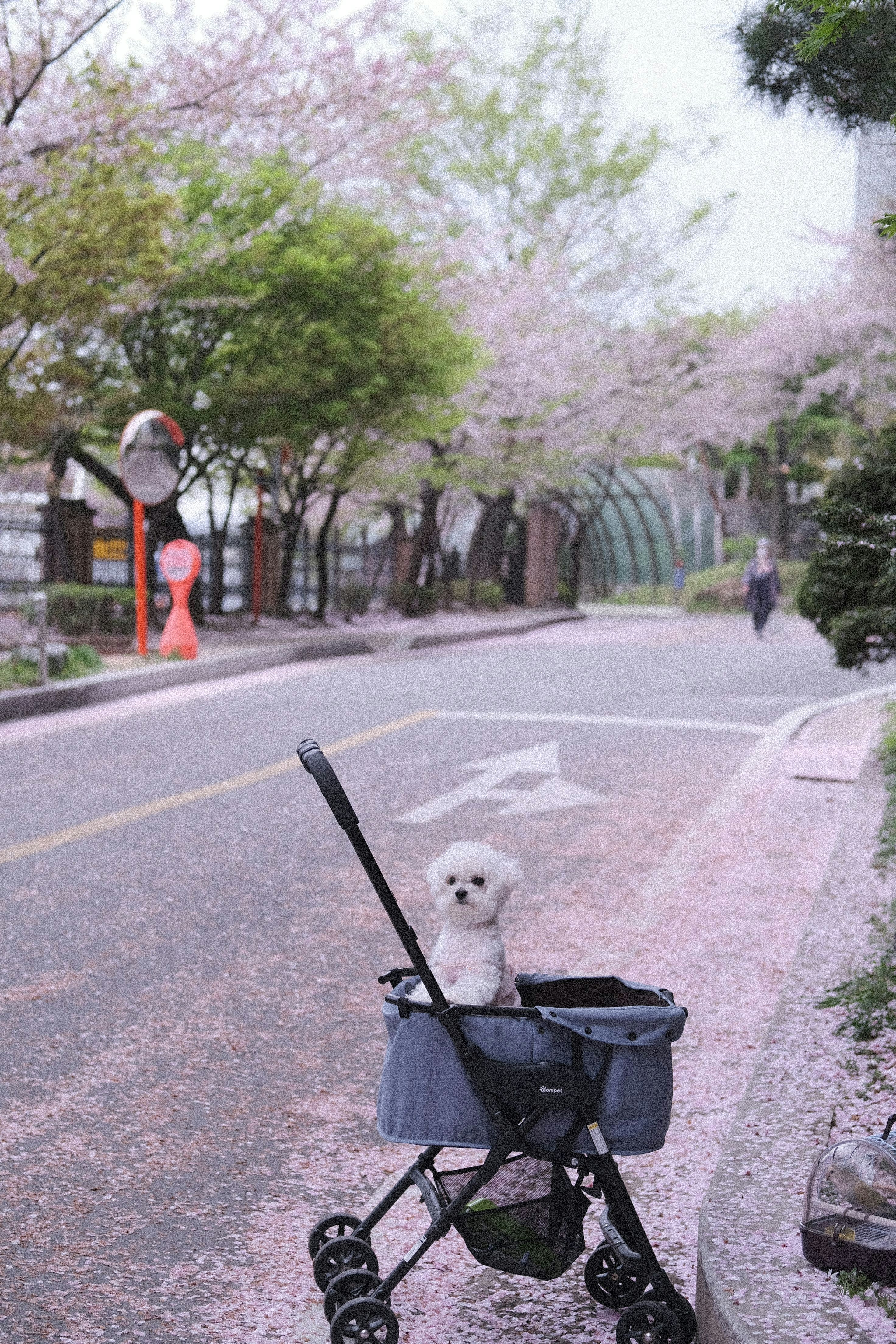 Small white dog in a stroller on a cherry blossom-lined street.