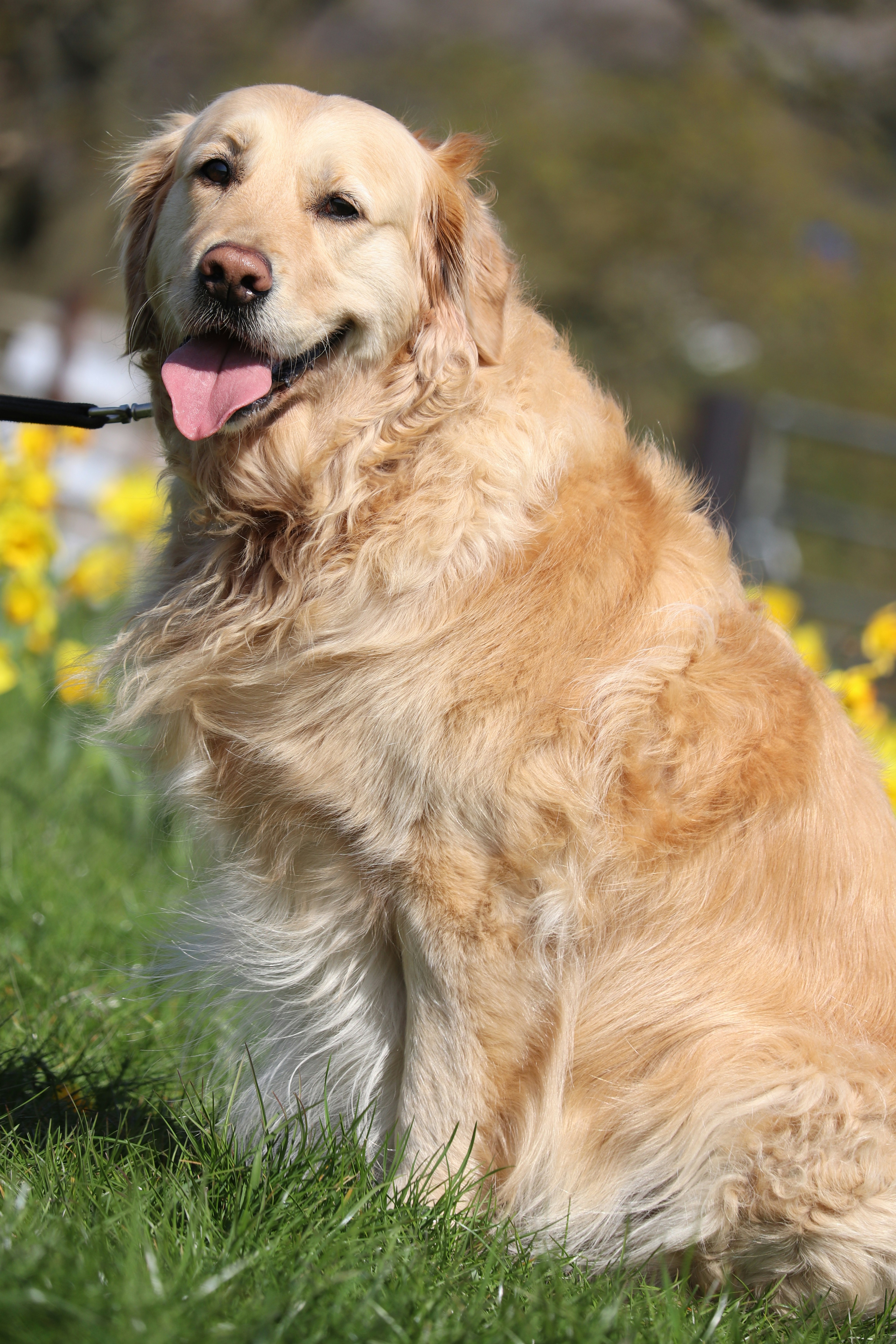 Golden retriever sitting gracefully amidst blooming daffodils in a sunny field.