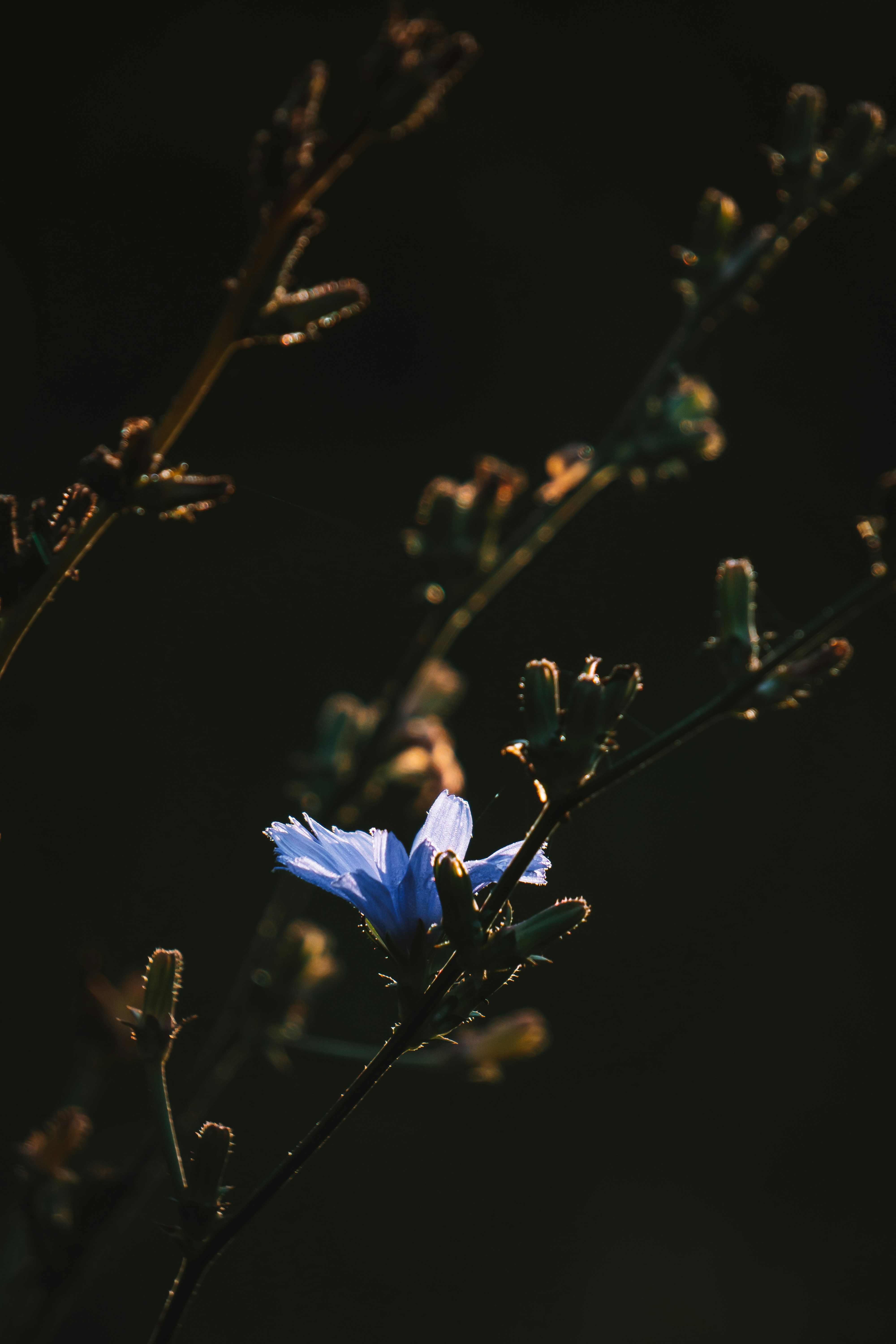 Azure Petal in Velvet Night: a lone backlit bloom on a slender branch