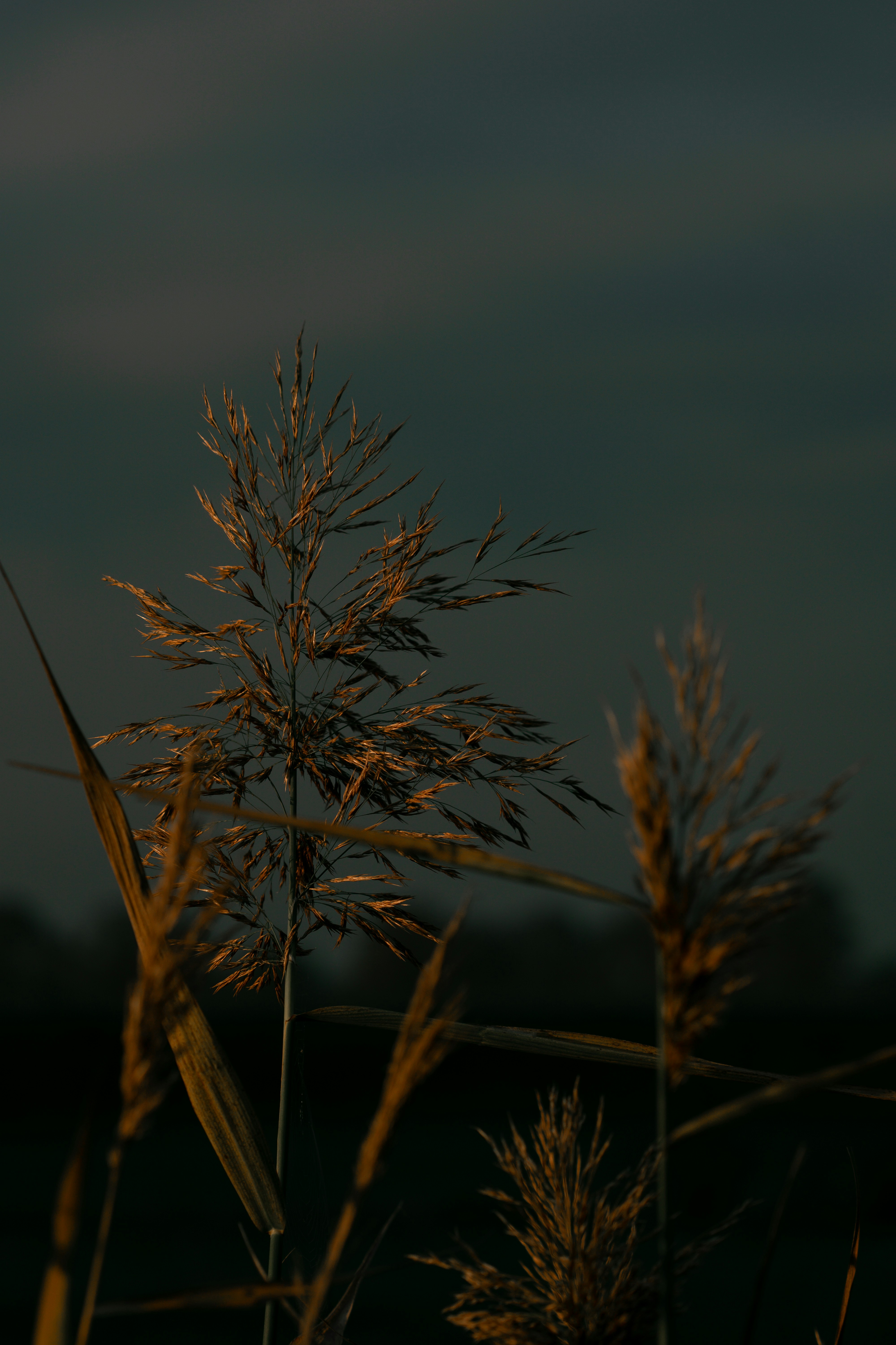 Photo by Claudia Renger with Sony Alpha 6000