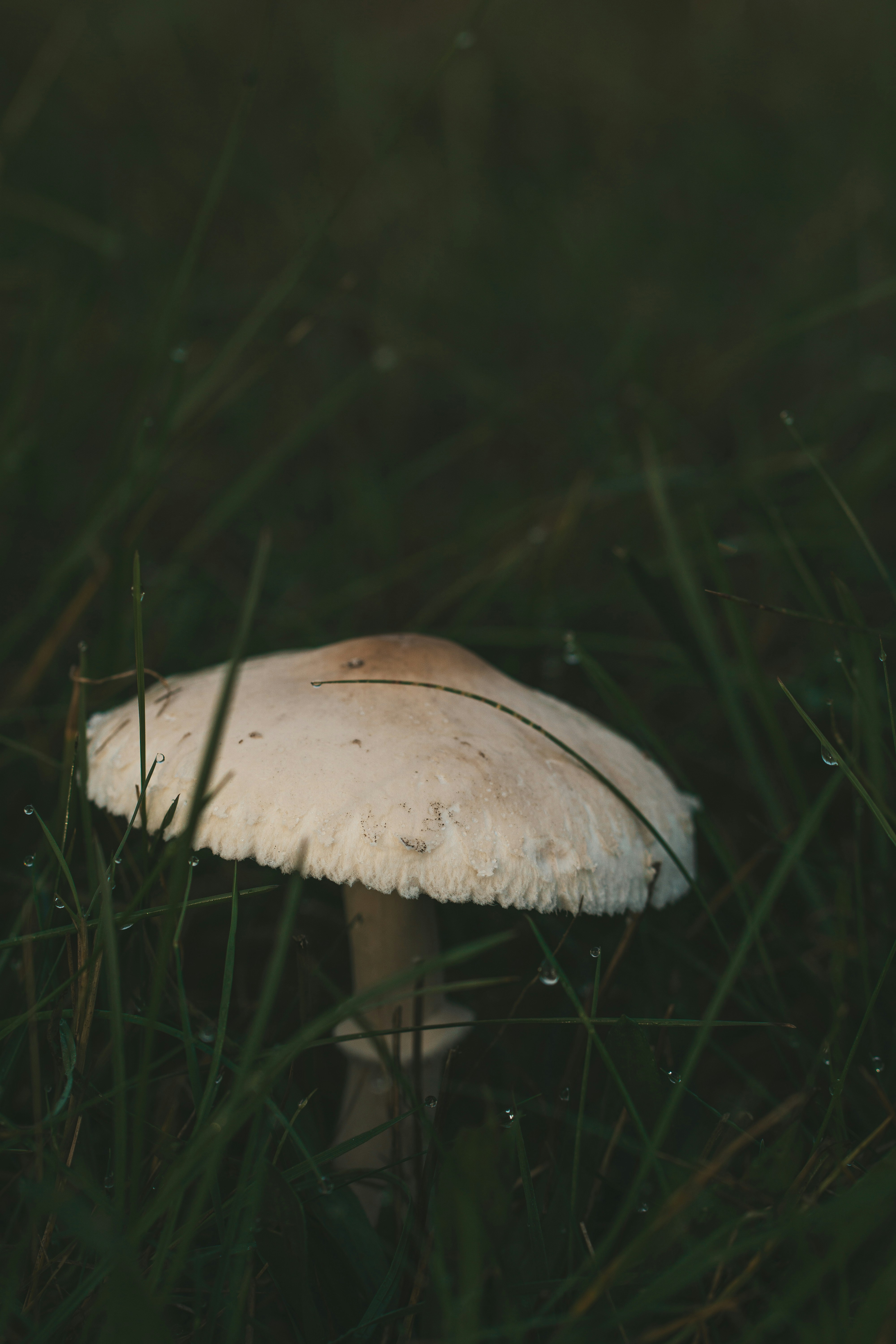 Whispers of the Forest Floor