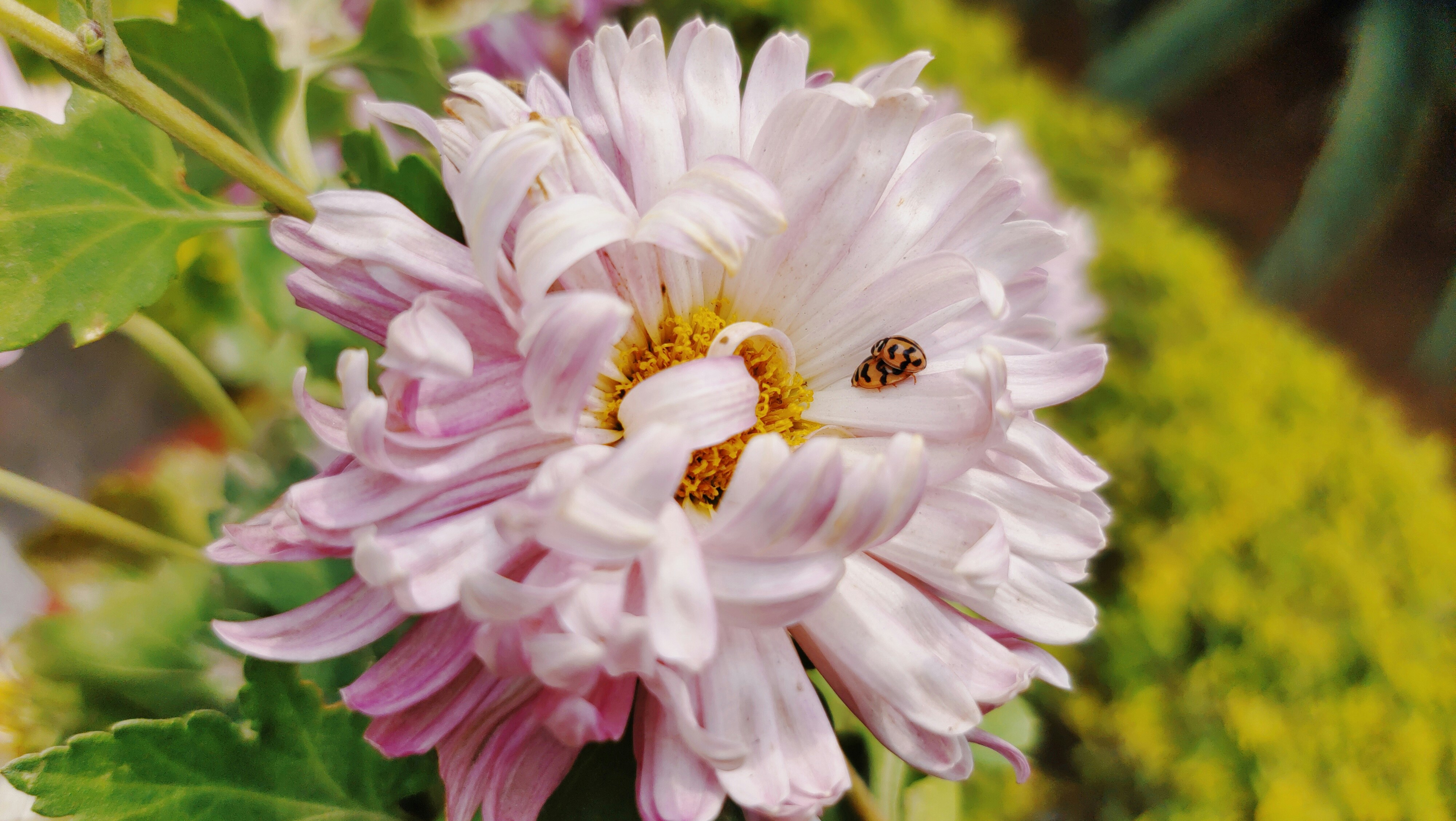 Bee-on-Pink Chrysanthemum: A Delicate Macro Moment