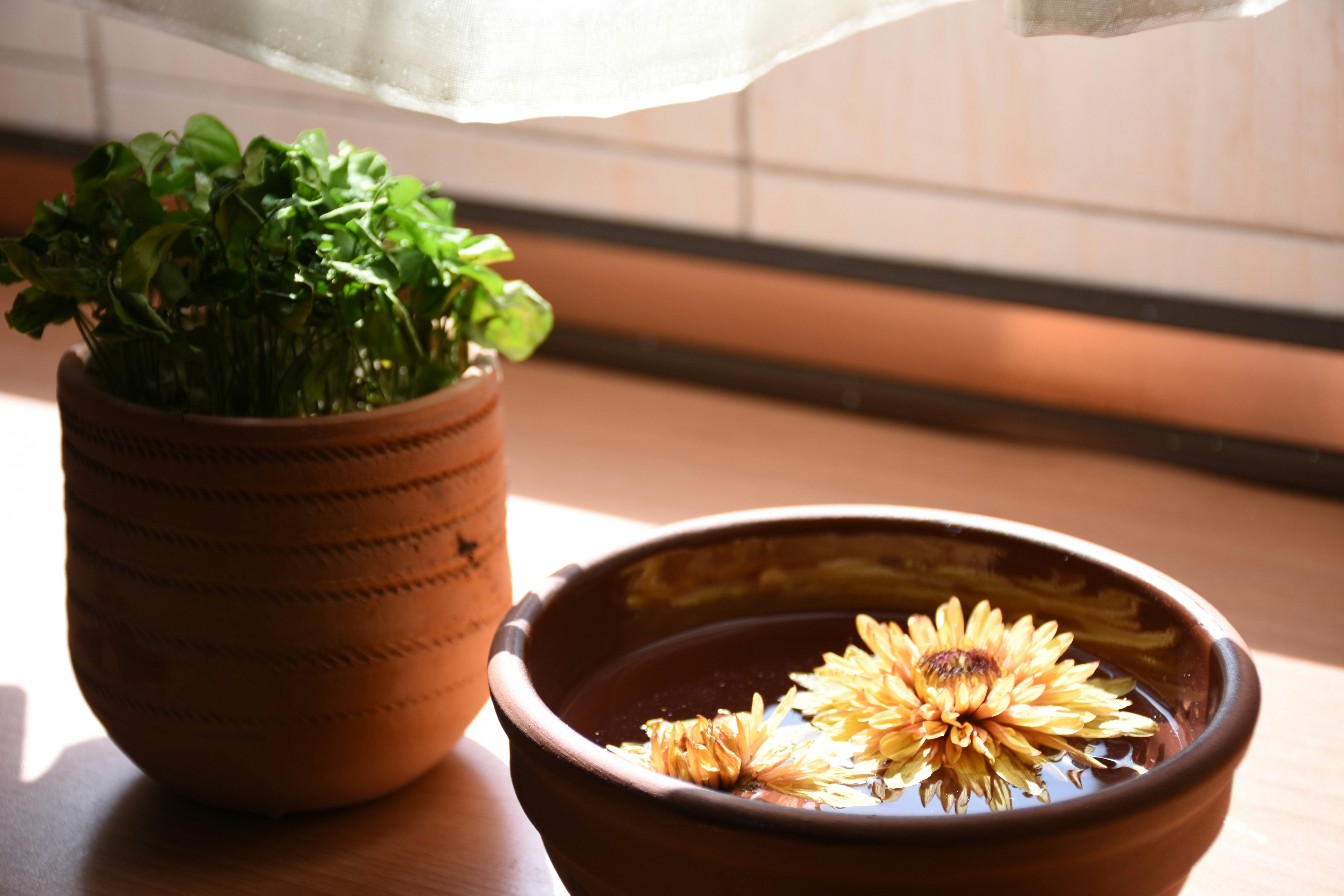 Sunlit Petals in a Ceramic Bowl: A Quiet Windowsill Still Life