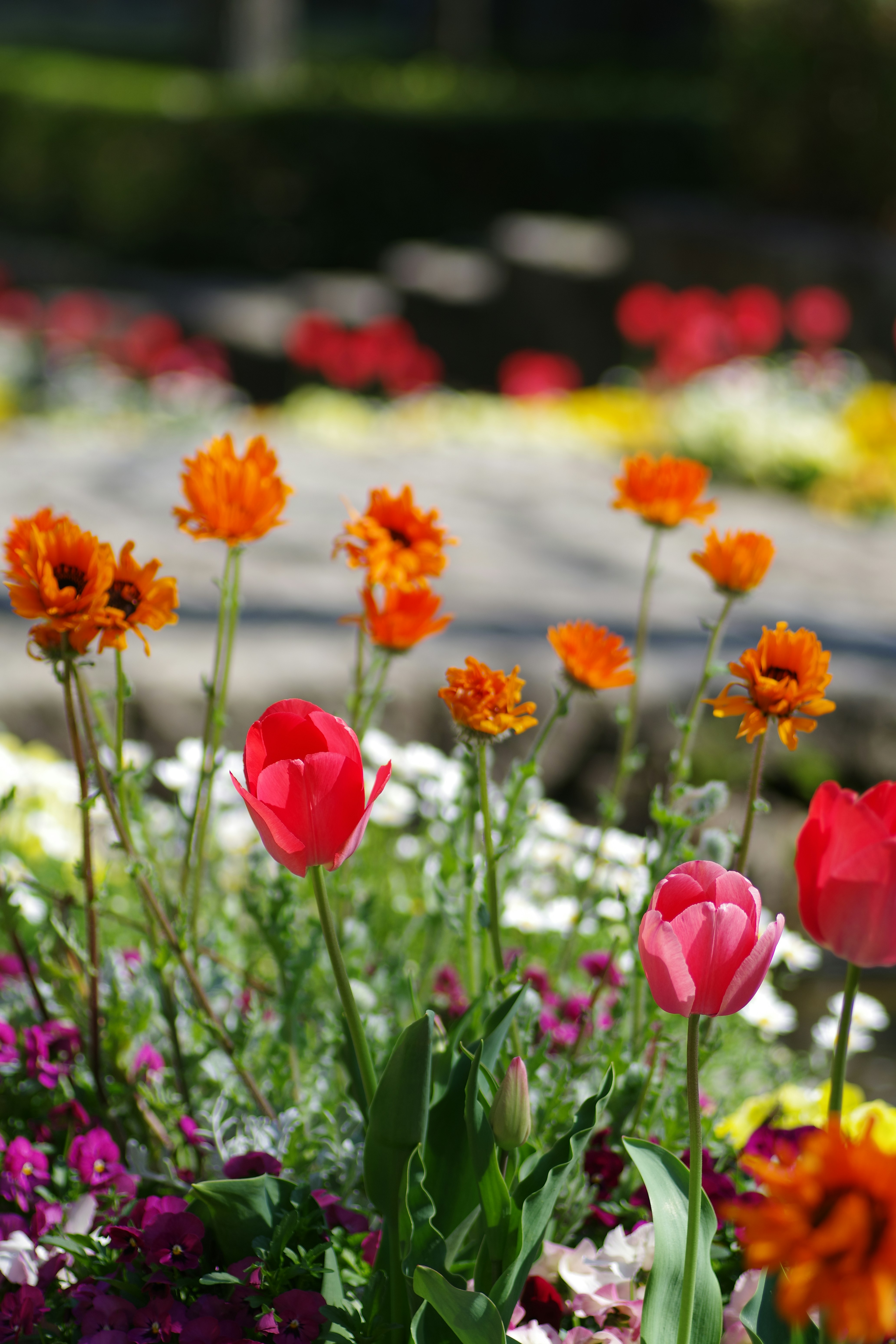 Flowers in various colors bloom vibrantly. photo – Free Flower Image on ...