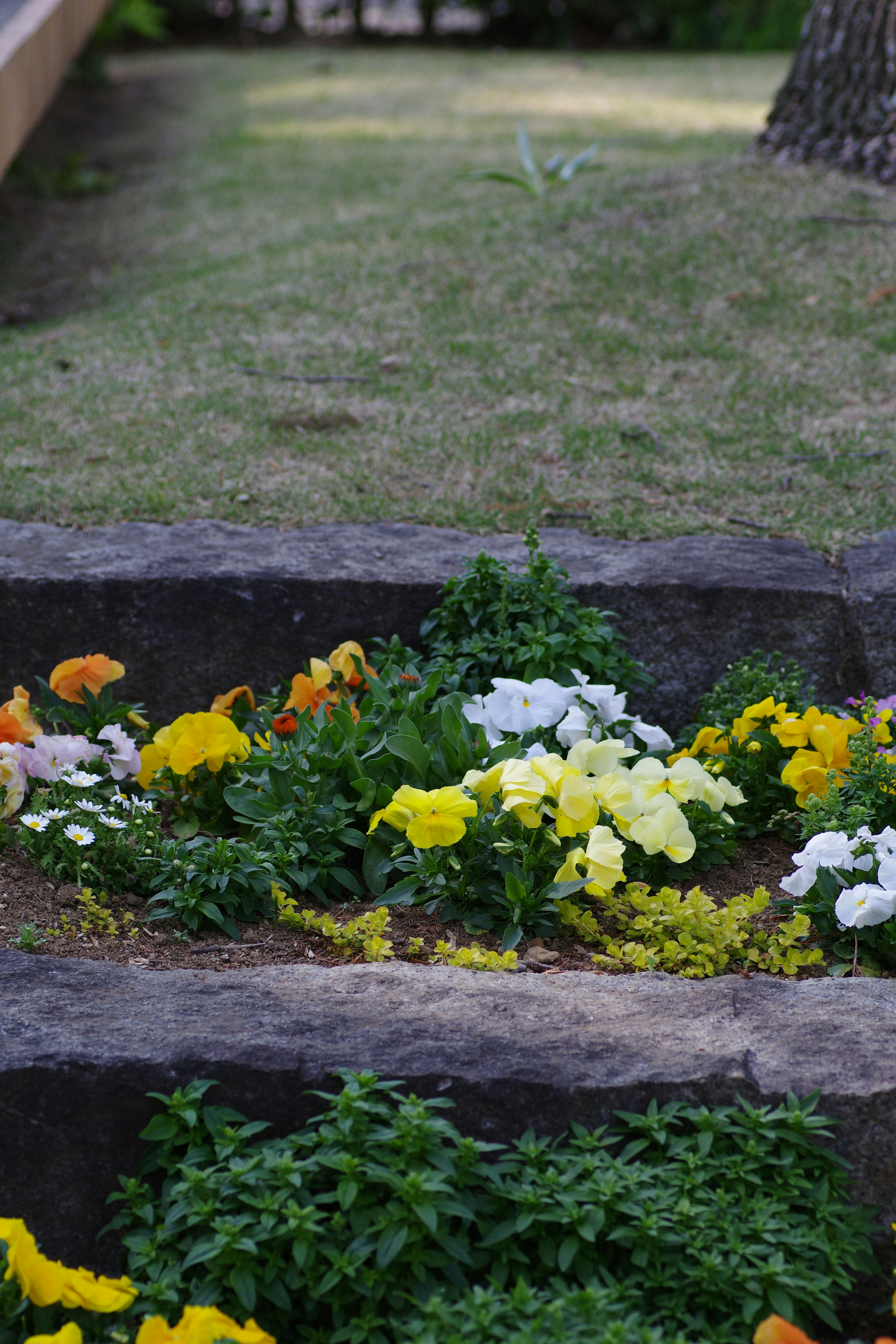 Terraced Bloom Border: Pansies and Petunias Beneath Quiet Morning Light