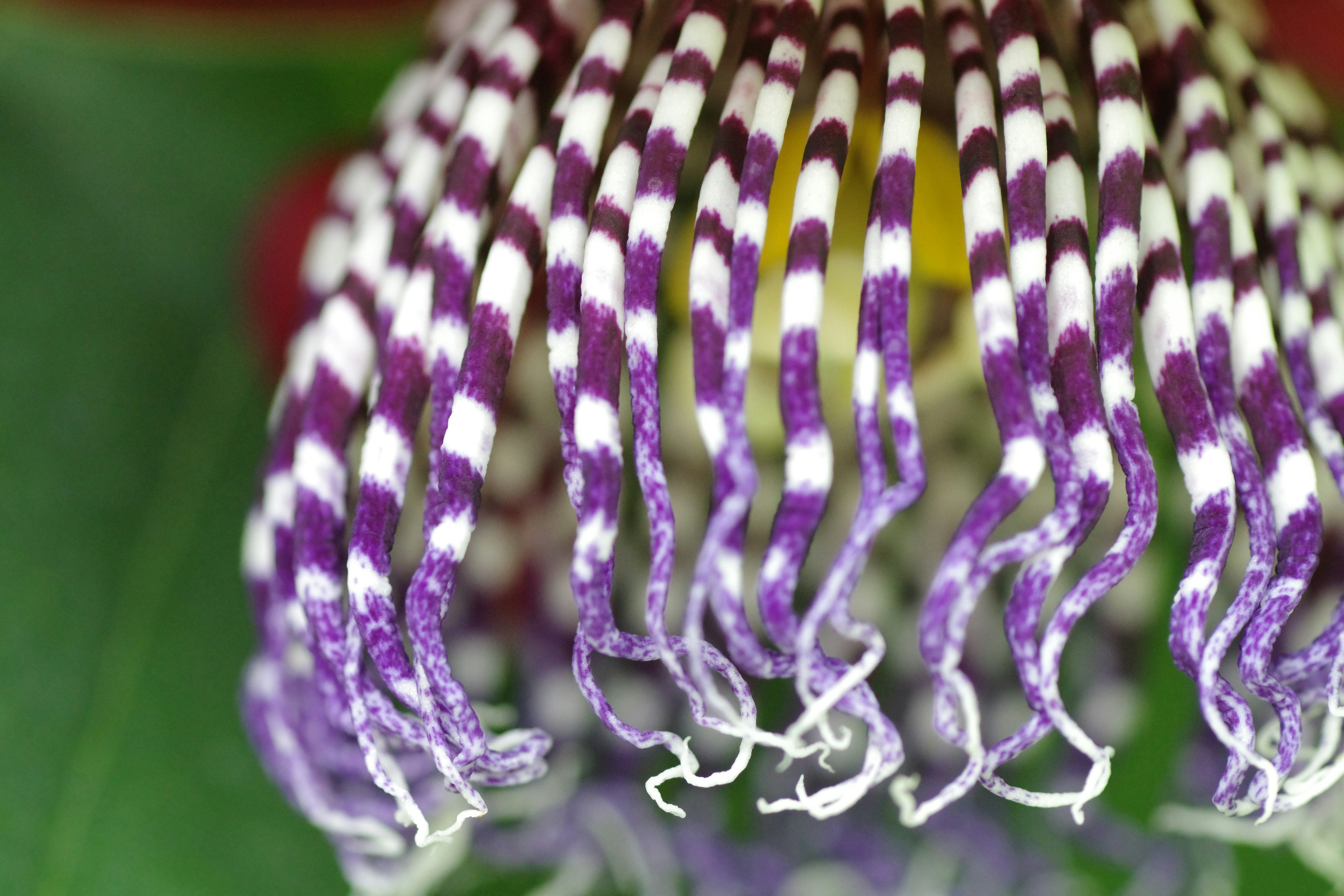 Close-up of a vibrant flower's unique petal structure, showcasing striking purple and white patterns against a blurred green backdrop.