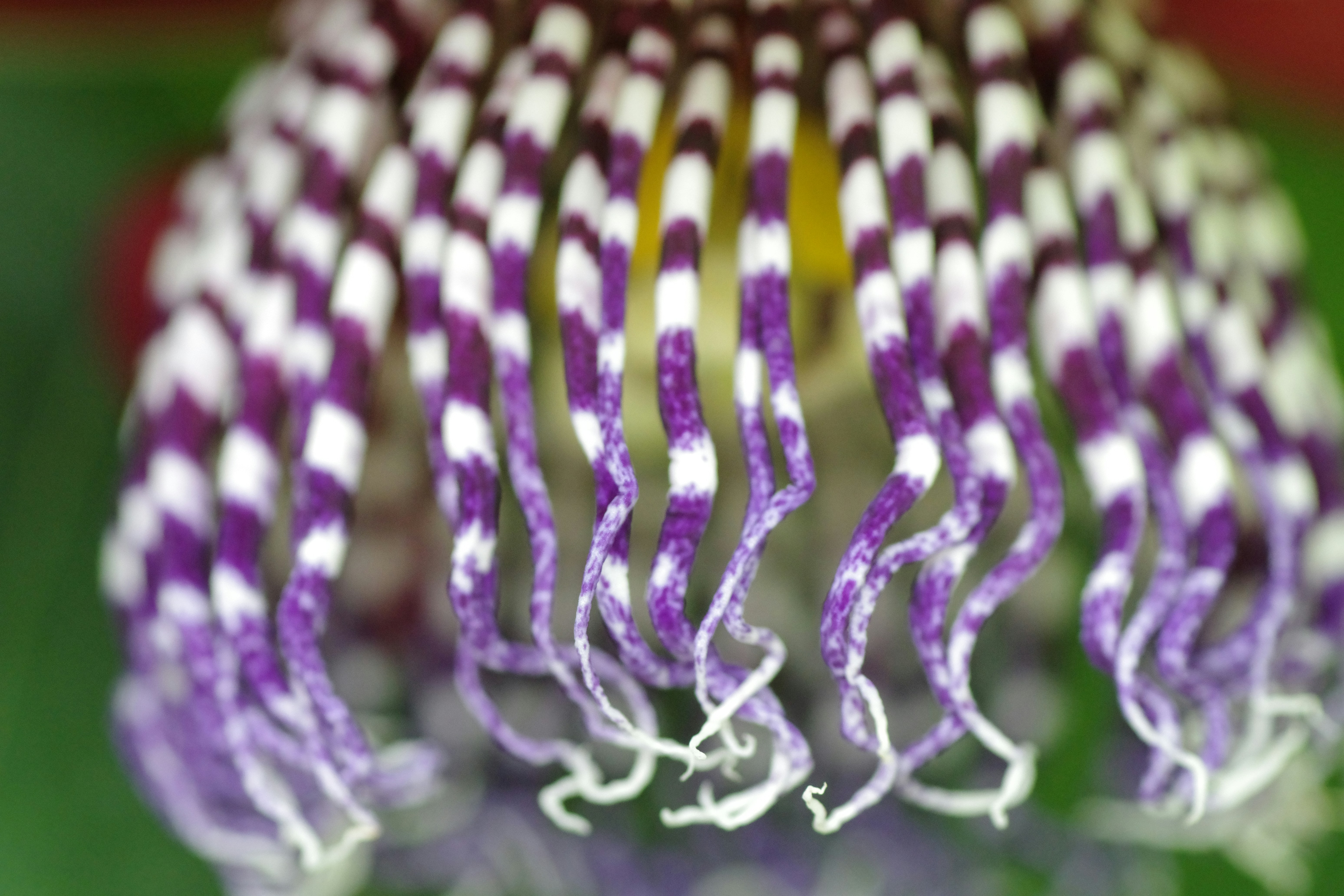 Macro Portrait of a Passionflower Corona: Violet and White Filaments Unfurling