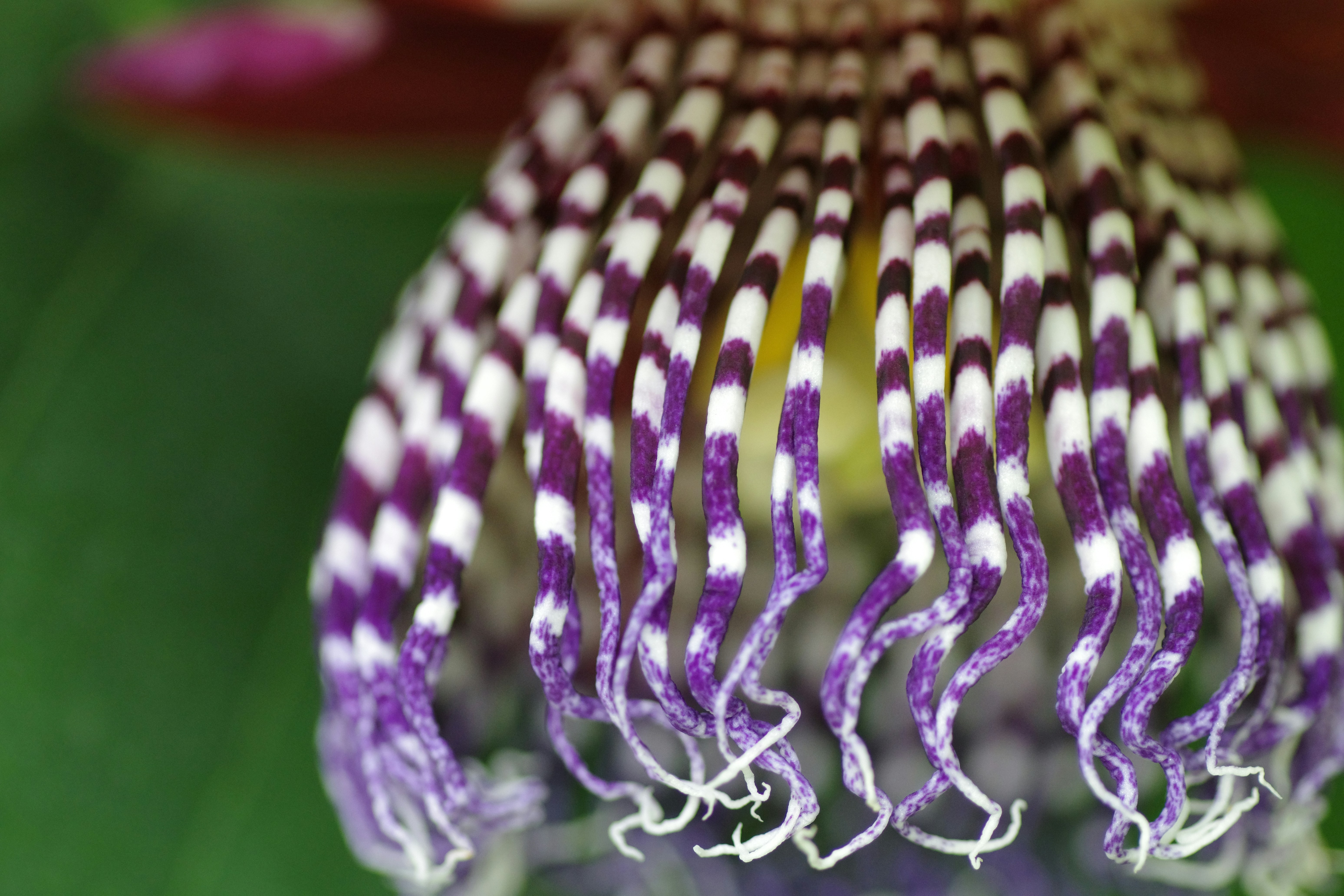 Curved Strands of Color: A Macro Portrait of Purple-White Floral Filaments