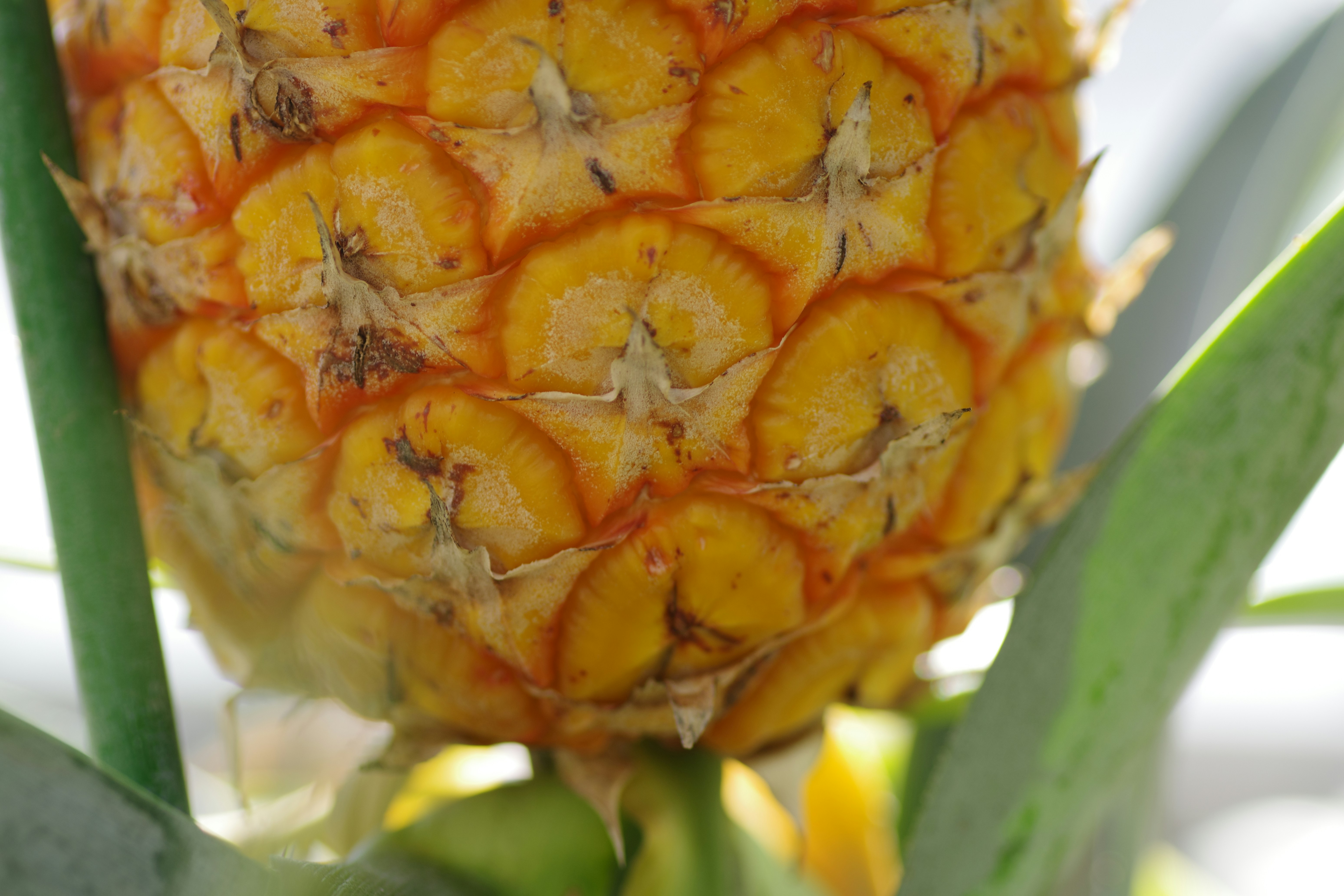 Hexagonal Glow: a sunlit close-up of pineapple scales