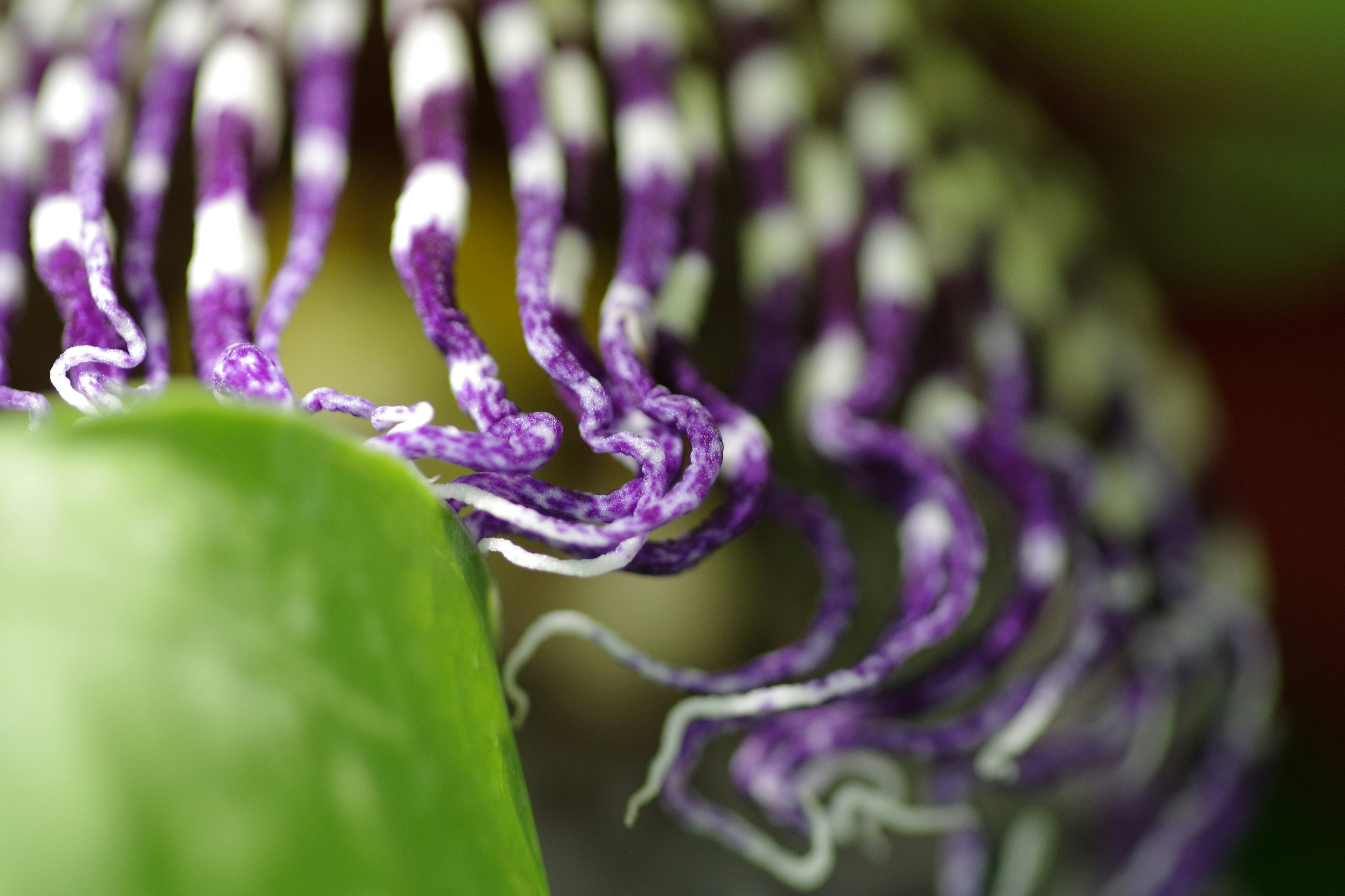 Crown of Coiled Purple Filaments Framing a Lime Leaf