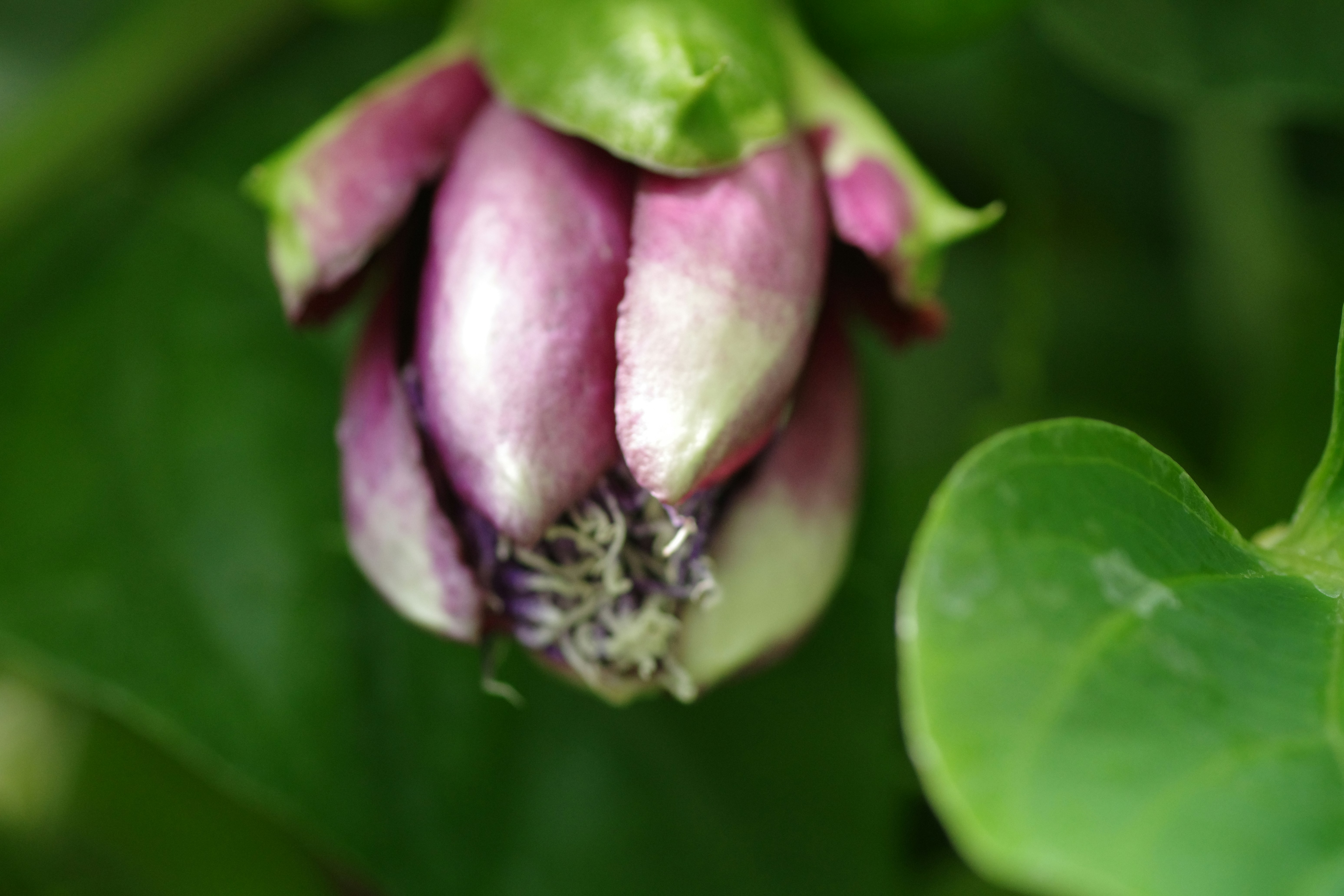 Velvet Pink Bud Nestled in Lush Green Leaves