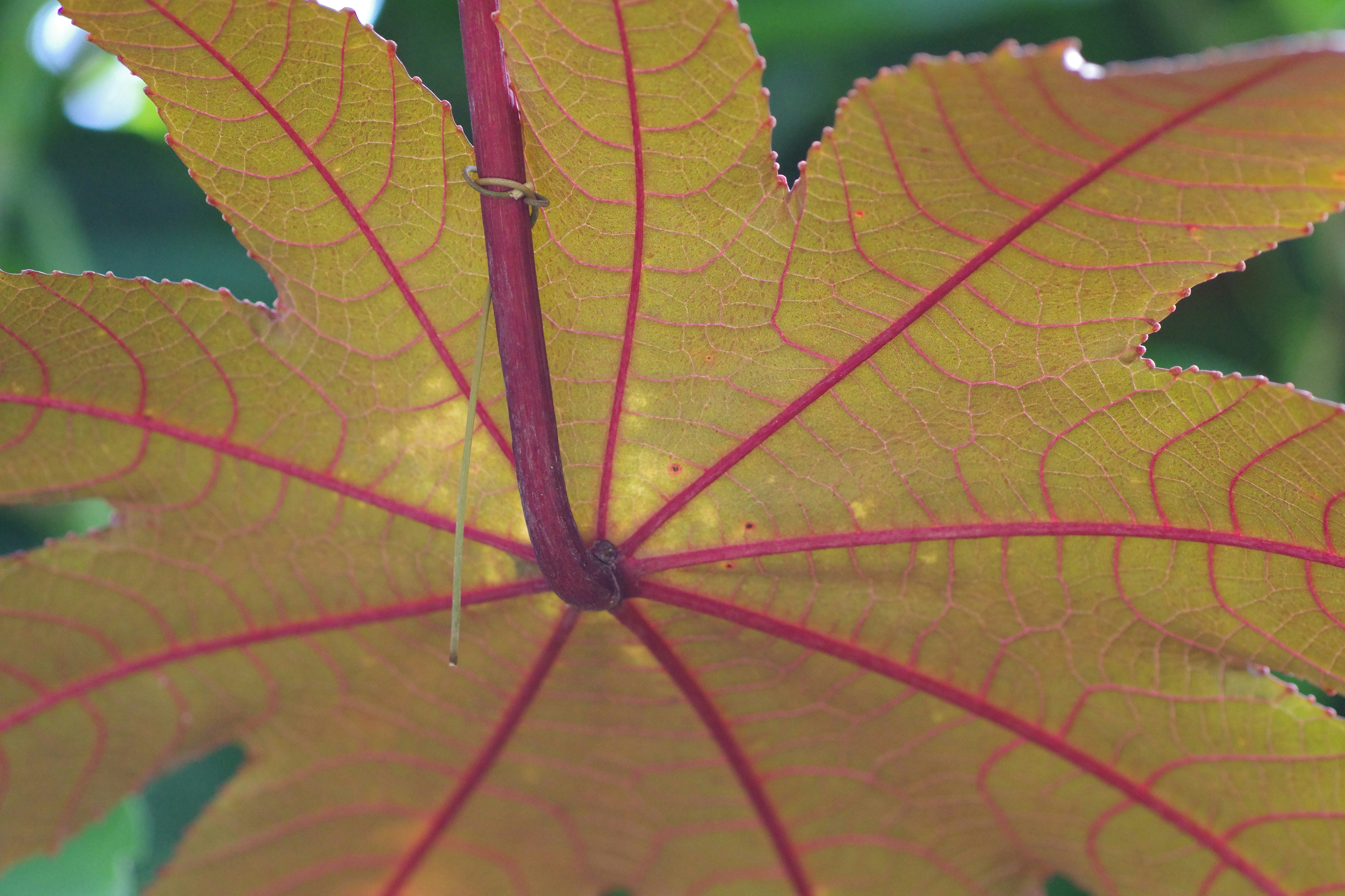 Crimson Veins: Macro close-up of a leaf's central vein network
