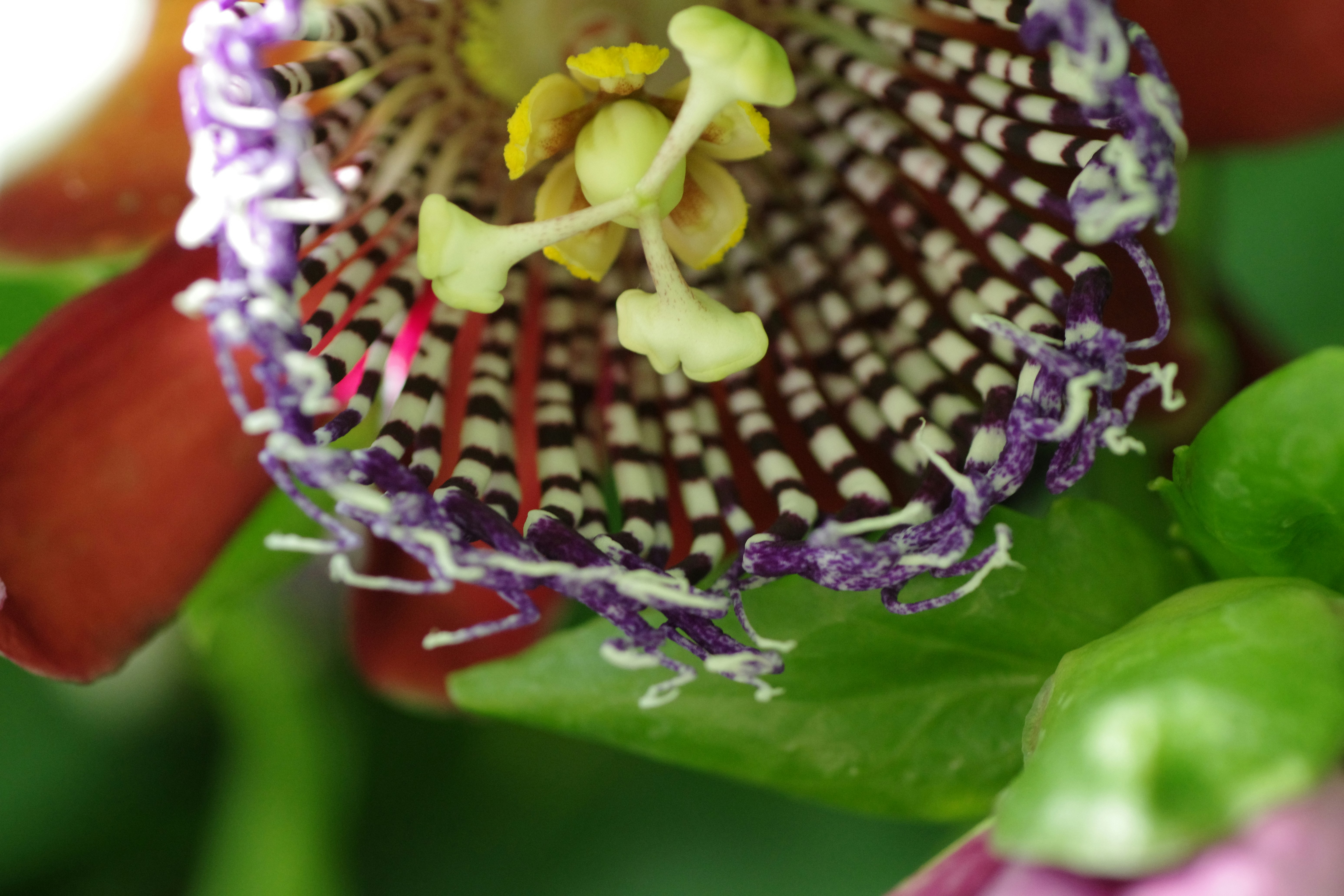 Macro Portrait of a Passionflower's Intricate Crown: Purple Filaments and Pale Stamen Amid Green Sepals