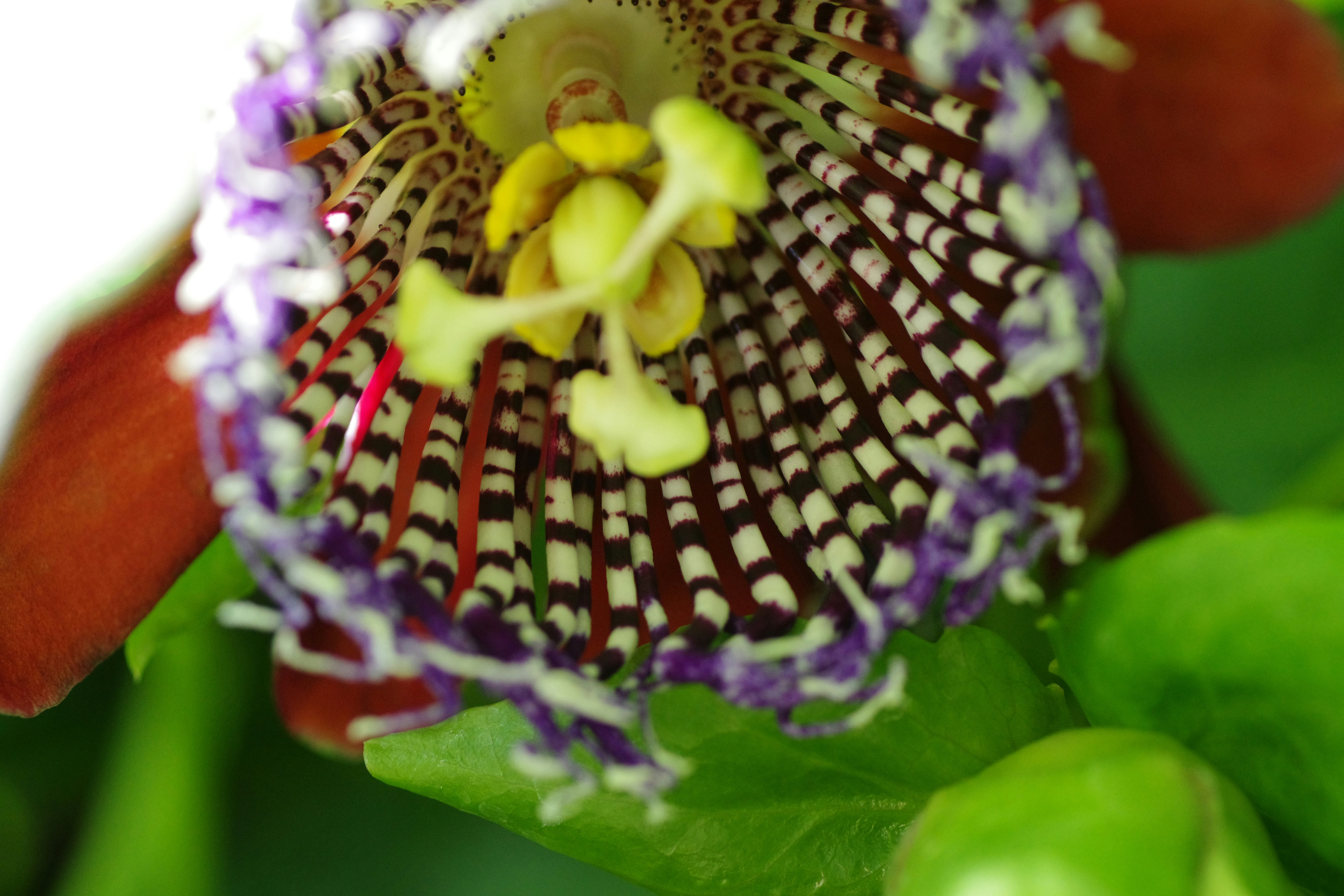 Crown of Color: Close-up Portrait of a Passionflower