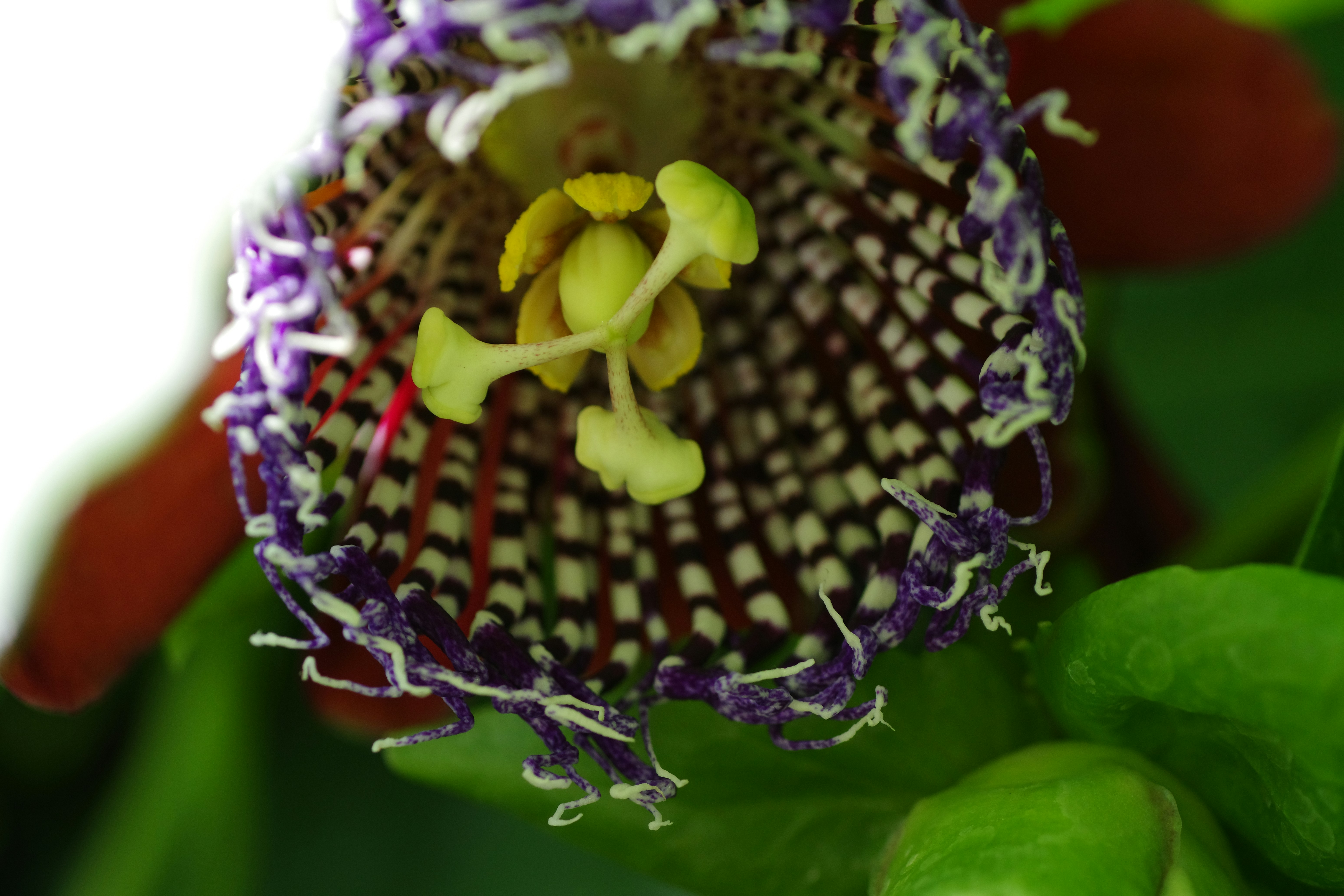 Passionflower Core: A Macro Peek at Yellow Stamens Amid Purple Filaments