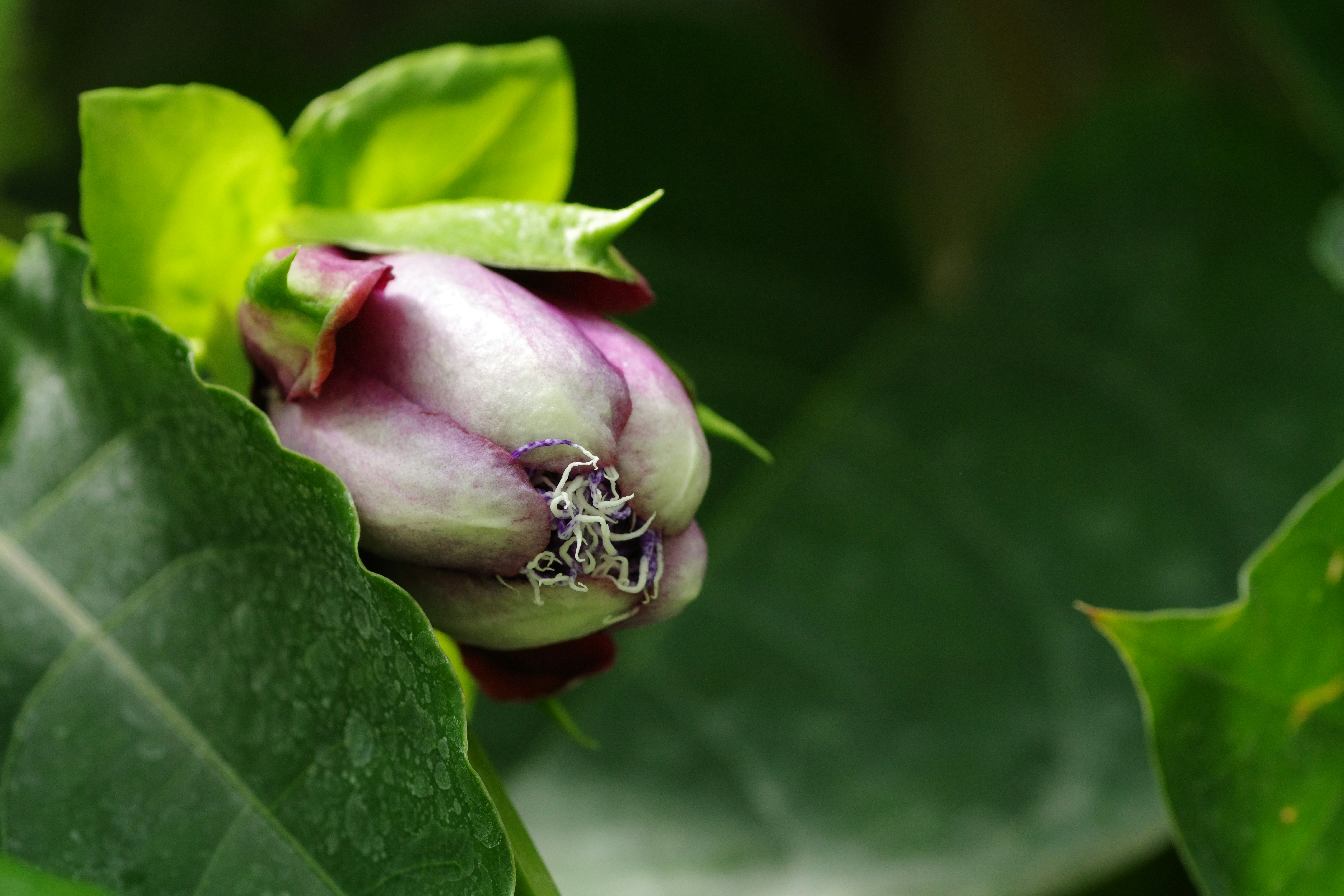 Close-up of a budding blossom framed by glossy green leaves