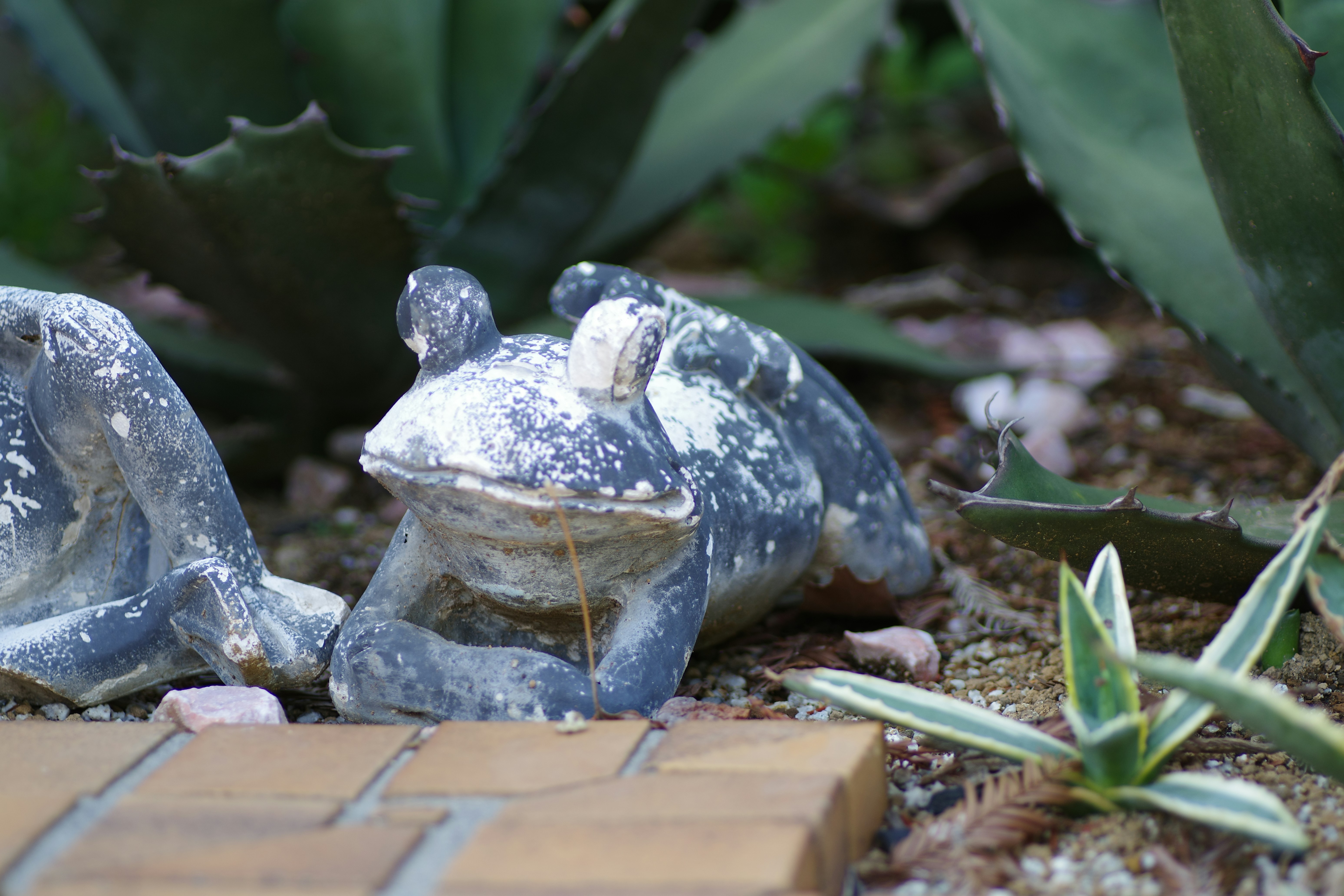 Dust-White Frog Sculpture Guarding a Sunlit Succulent Bed