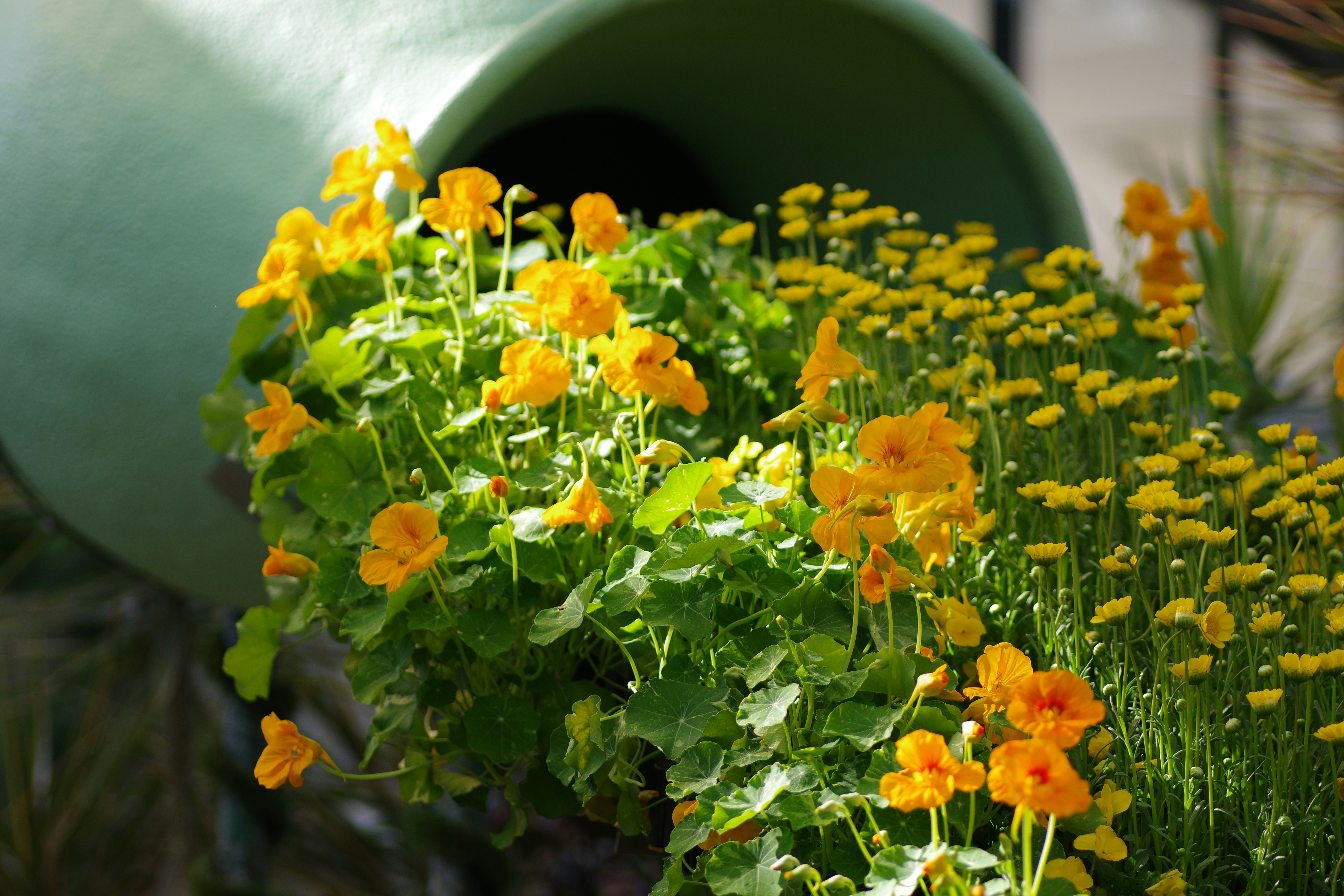 Beautiful green and flower garden、新緑と美しい花が織りなす絶景 A superb view of fresh greenery and beautiful flowers