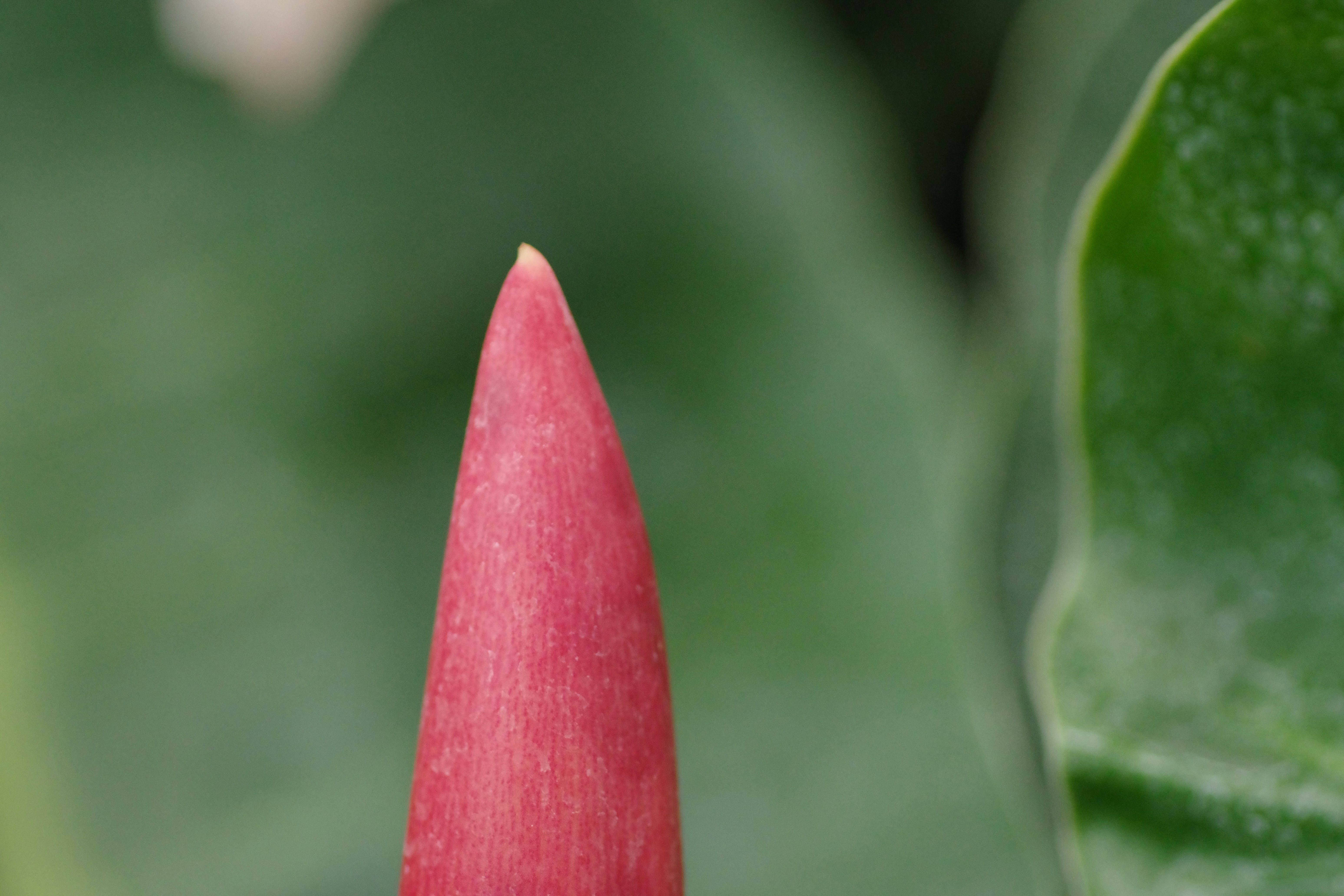Beautiful green and flower garden、新緑と美しい花が織りなす絶景 A superb view of fresh greenery and beautiful flowers