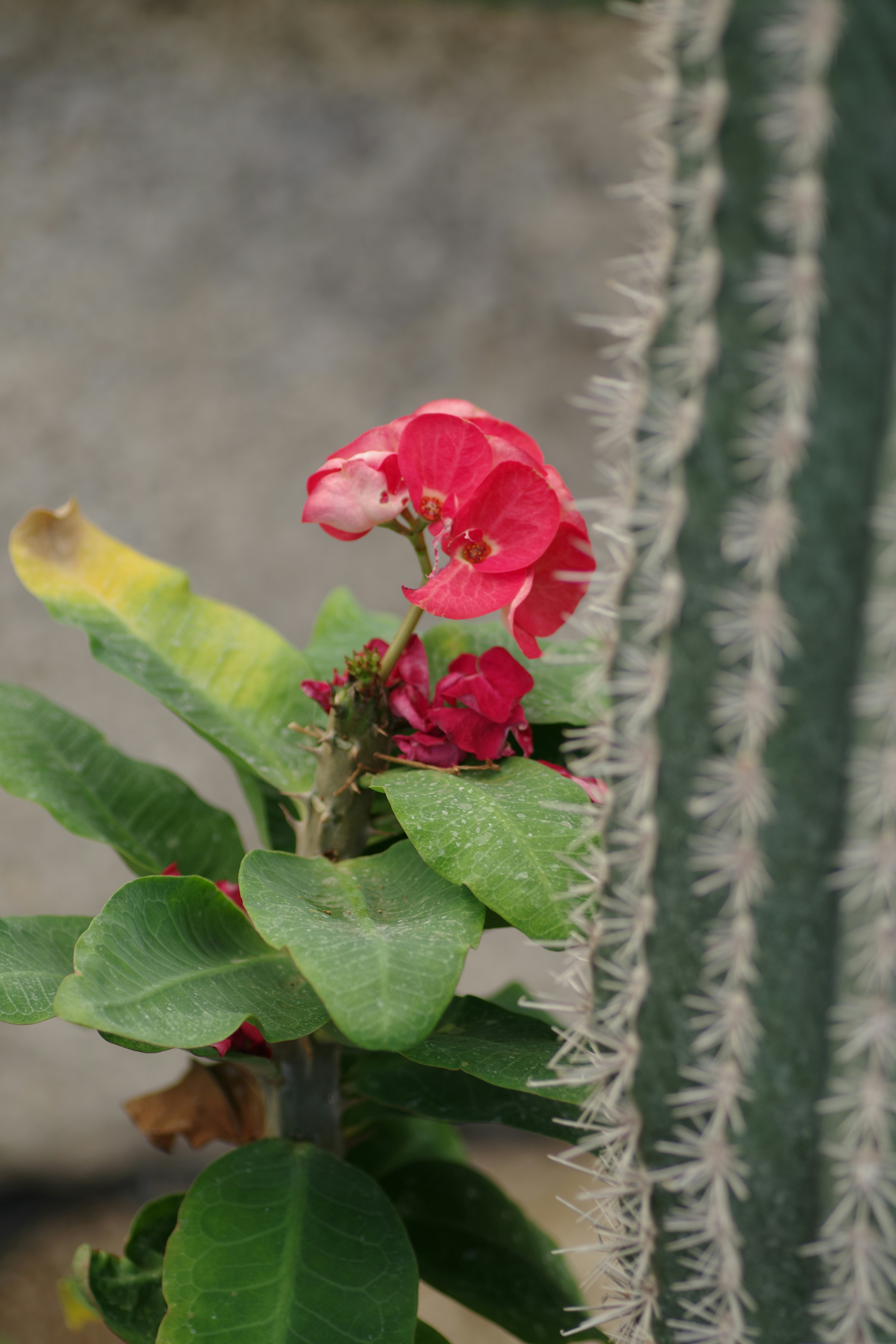 Pink Bougainvillea Bloom Amid Cactus Spines