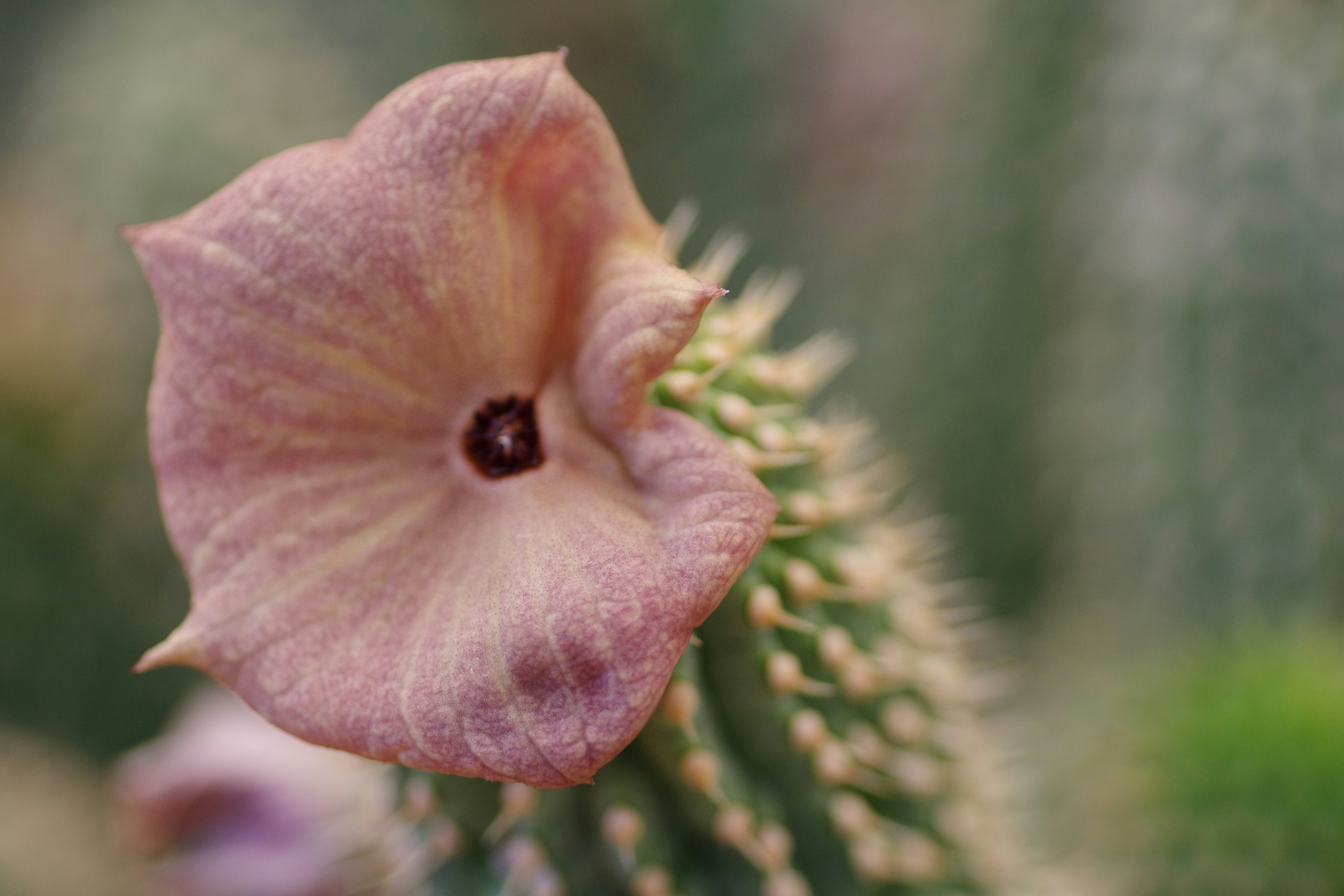 Petal Spotlight on a Cactus Bloom