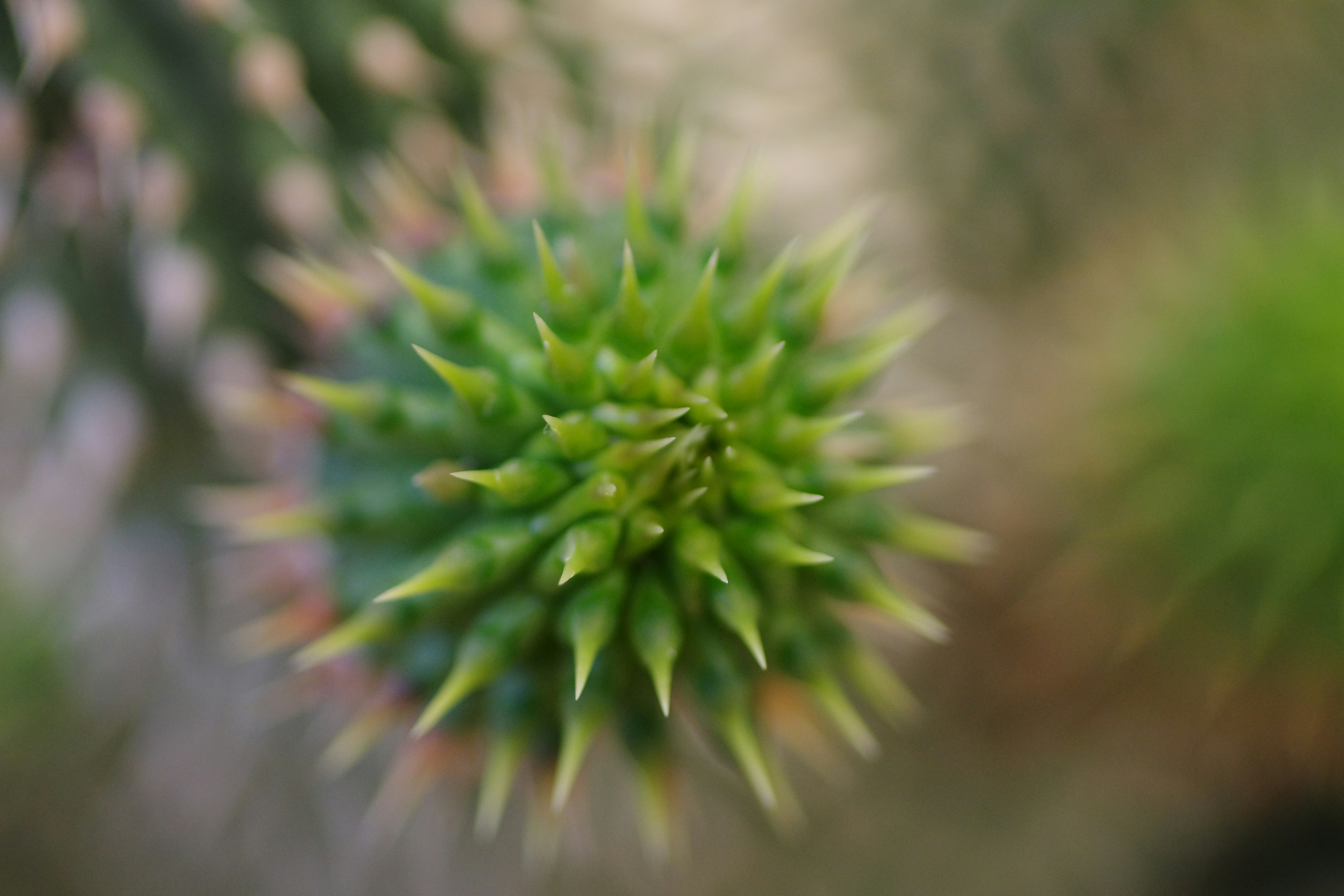 A green spiky plant is seen in this image. photo – Free Flower Image on ...