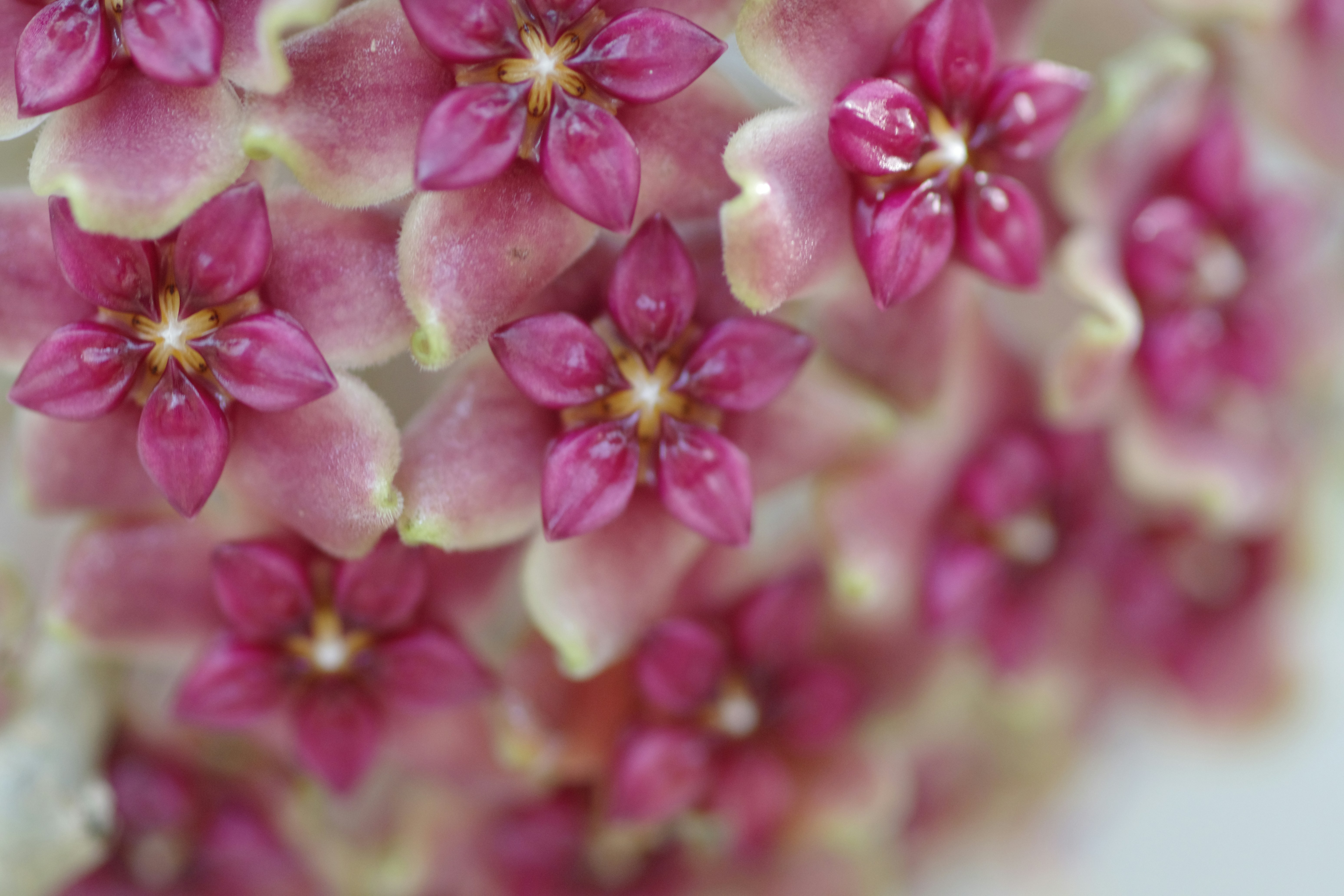 Pink Starflower Macro: Velvet Petals in a Quiet Blur