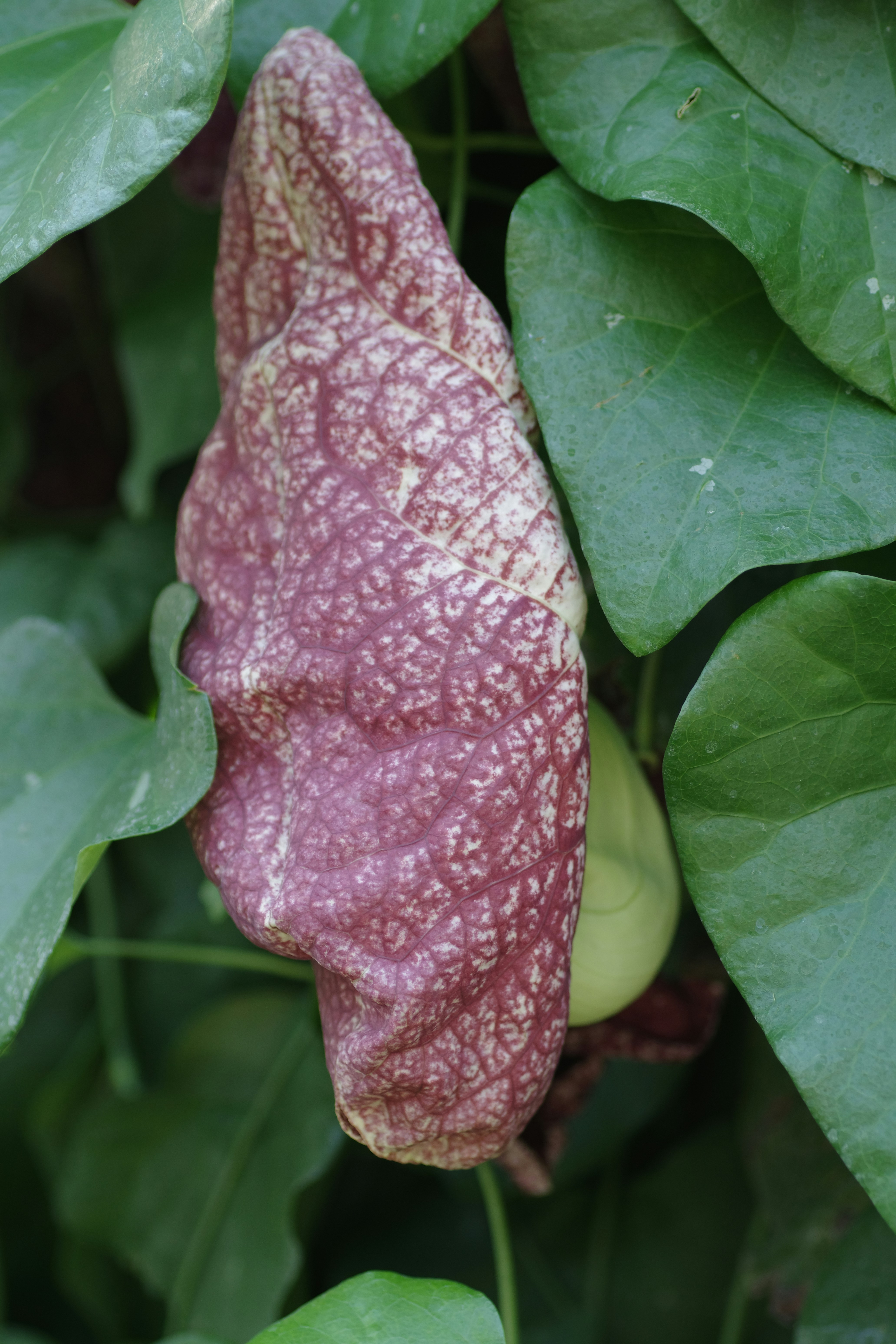 Crimson Veins in an Emerald Lattice