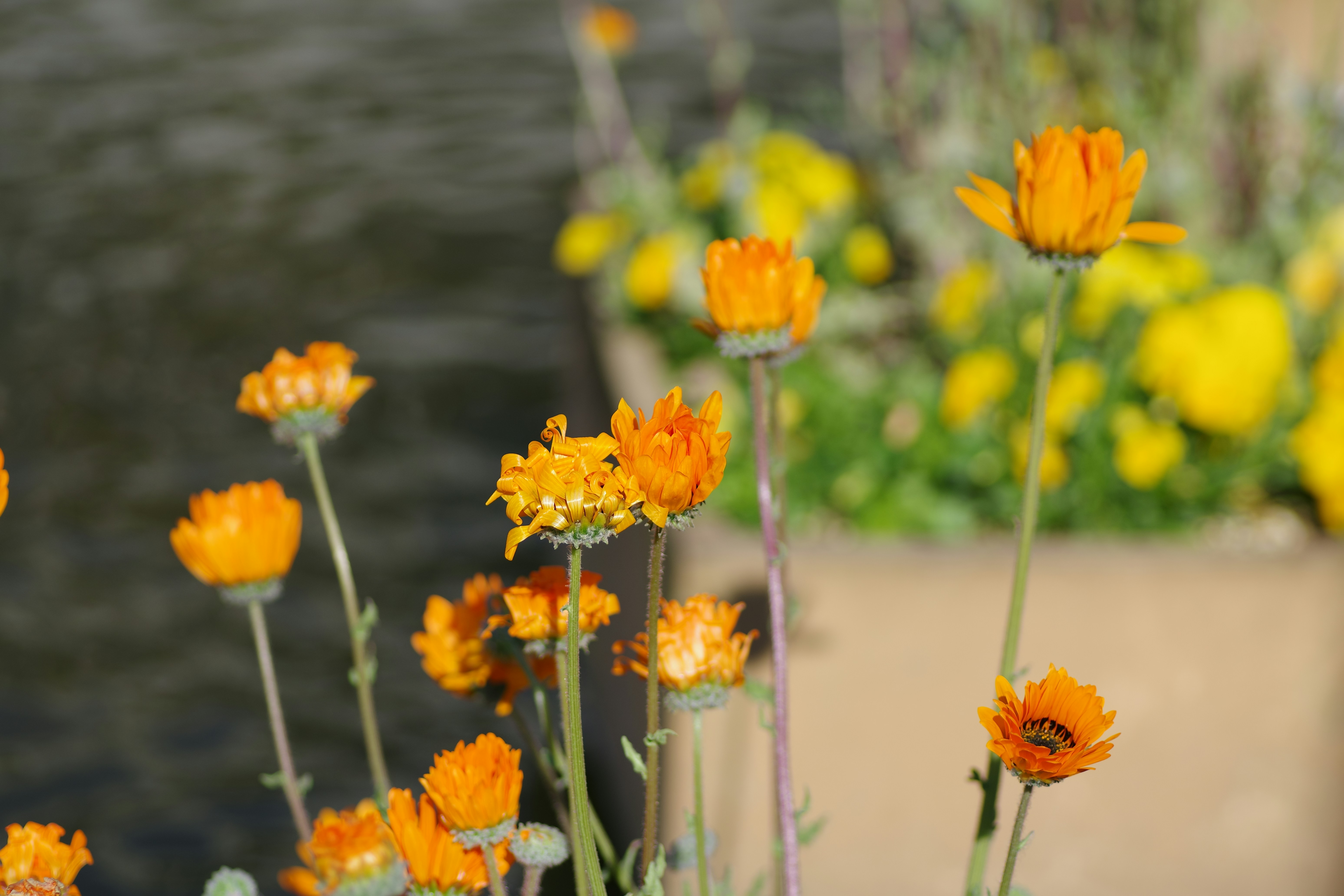 Sunlit Orange Blooms Anchor a Quiet Pond Portrait