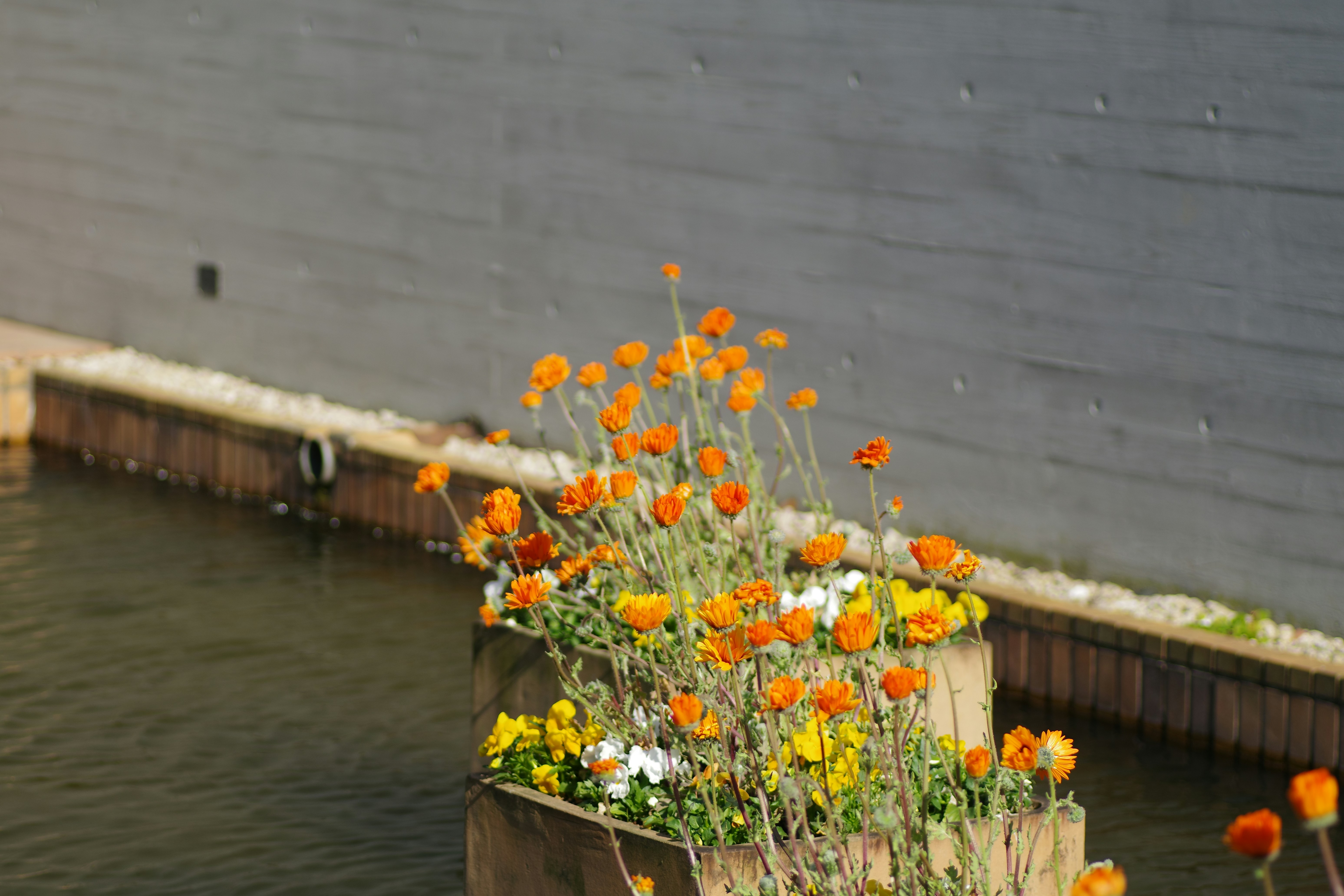 Orange Crowns by the Canal: Blooms in a Wooden Planter